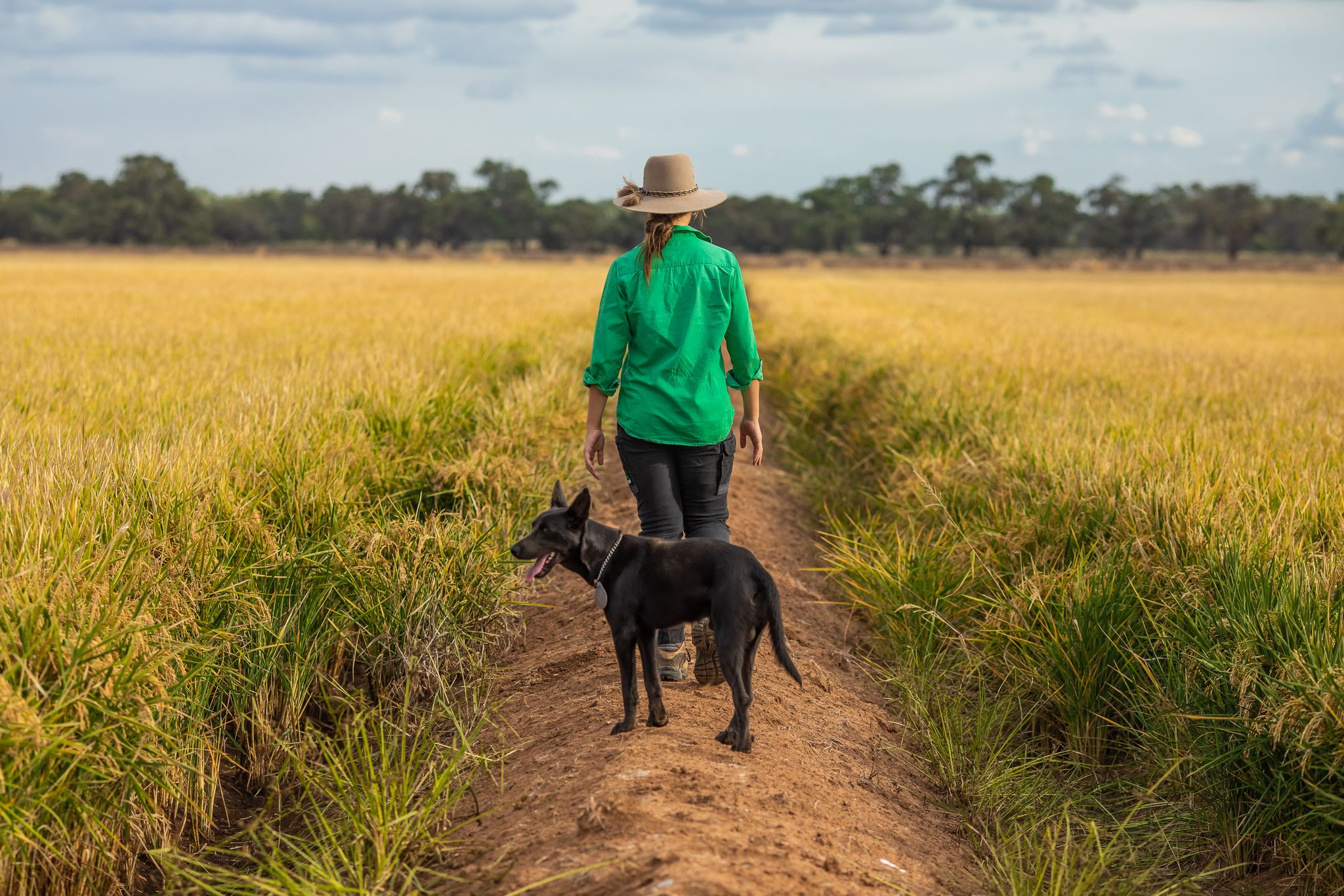 Rice industry focus on maximising productivity – from every grain ...