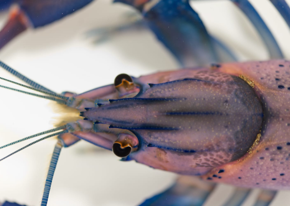 The WA delicacy that’s set to become Australia’s next barramundi ...