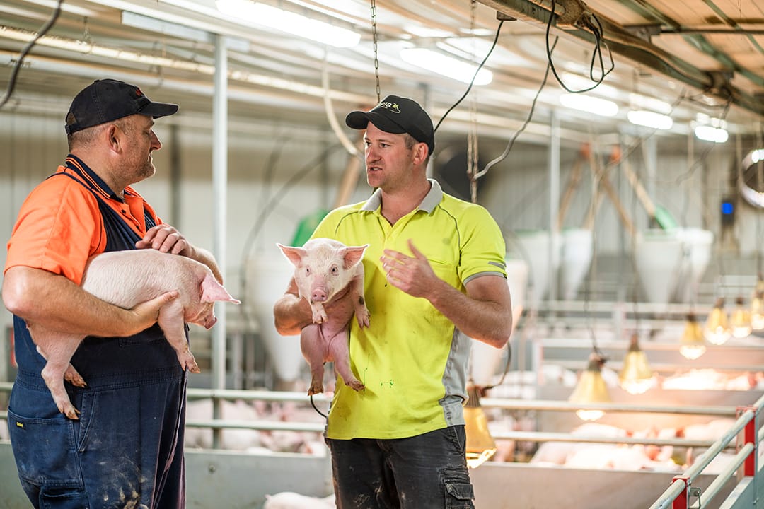 Worker experiences case study: Tim and Mark Kingma | AgriFutures Australia
