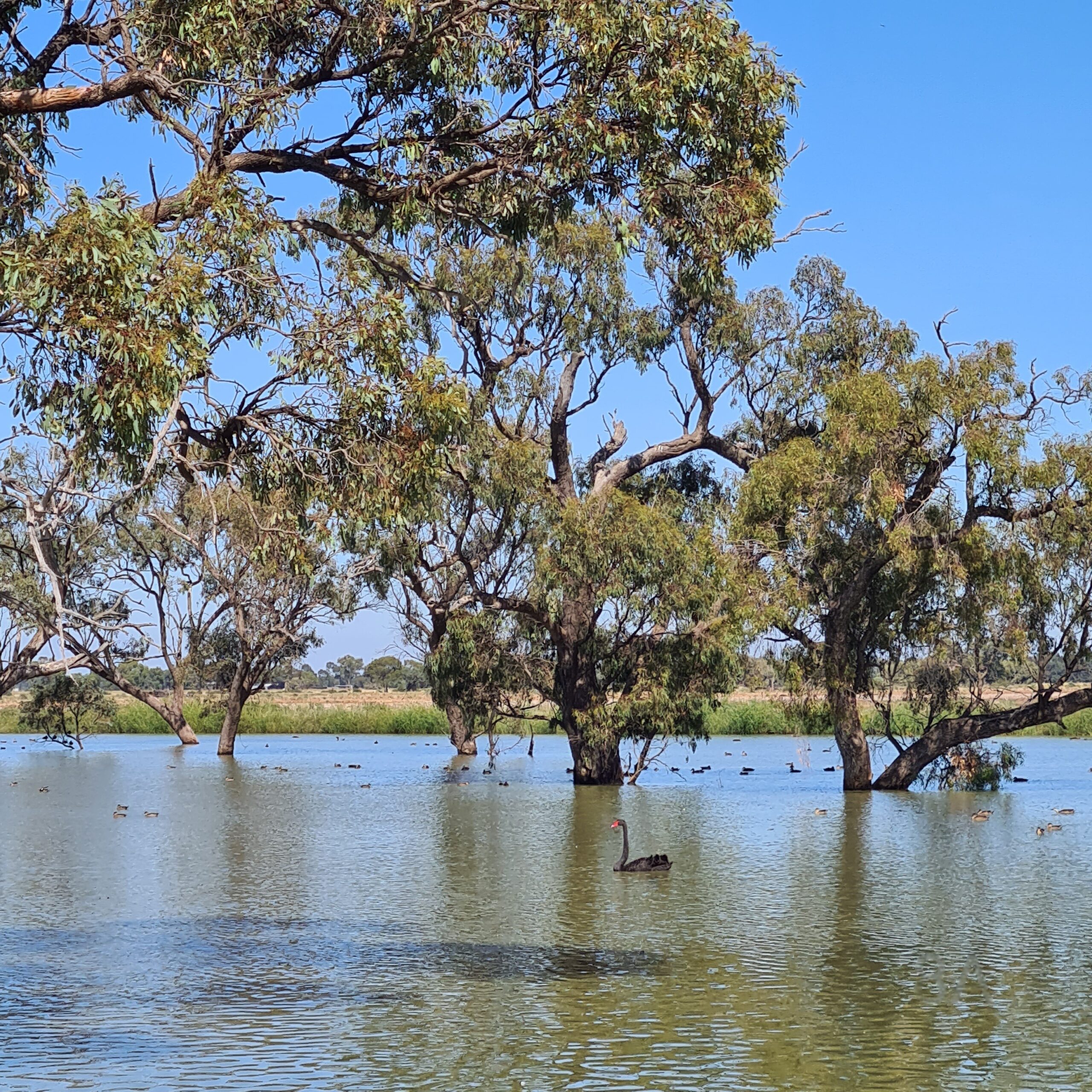 Fact sheet: Managing irrigation dams for carbon benefits | AgriFutures ...