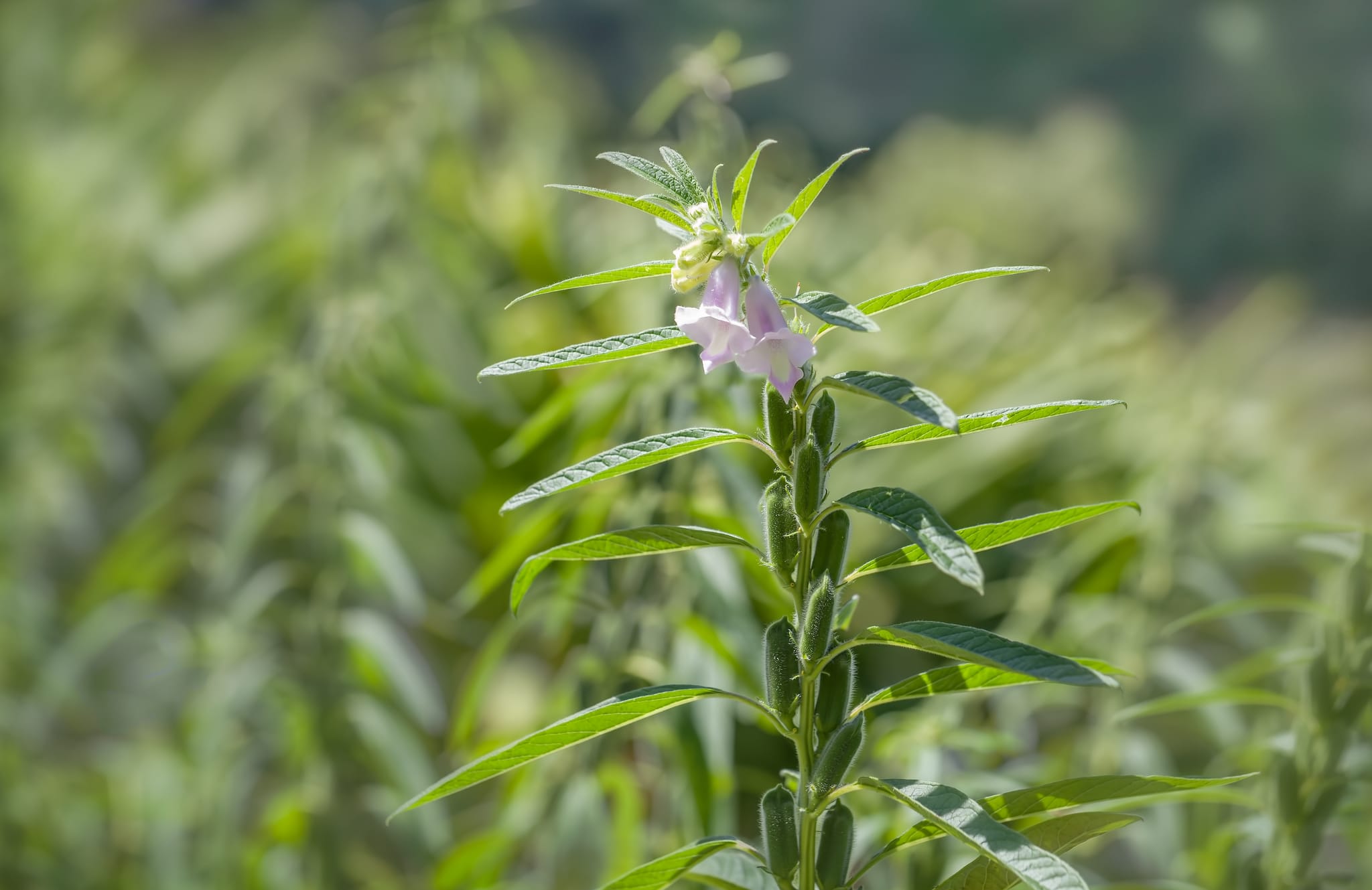 Sesame agronomy post-emergence herbicide trials | AgriFutures Australia