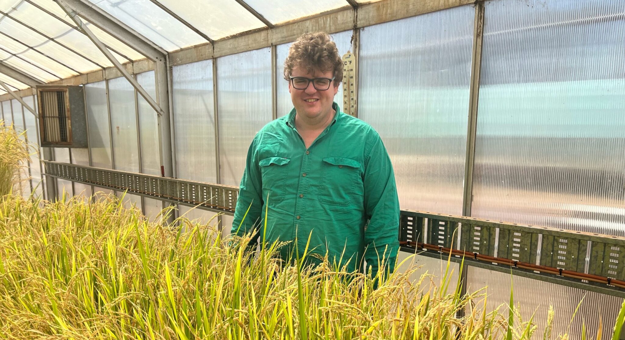 Rice | AgriFutures Australia