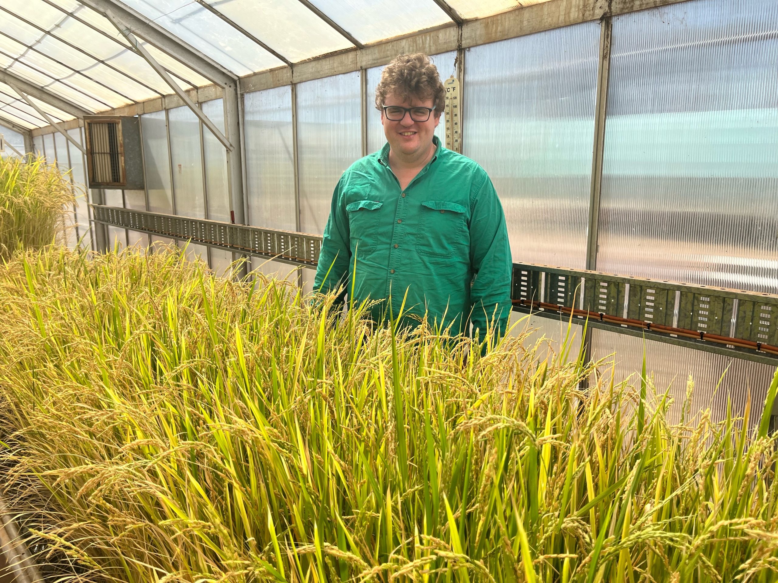 Dr Chris Proud joins Rice Breeding Australia as Senior Rice Breeder ...