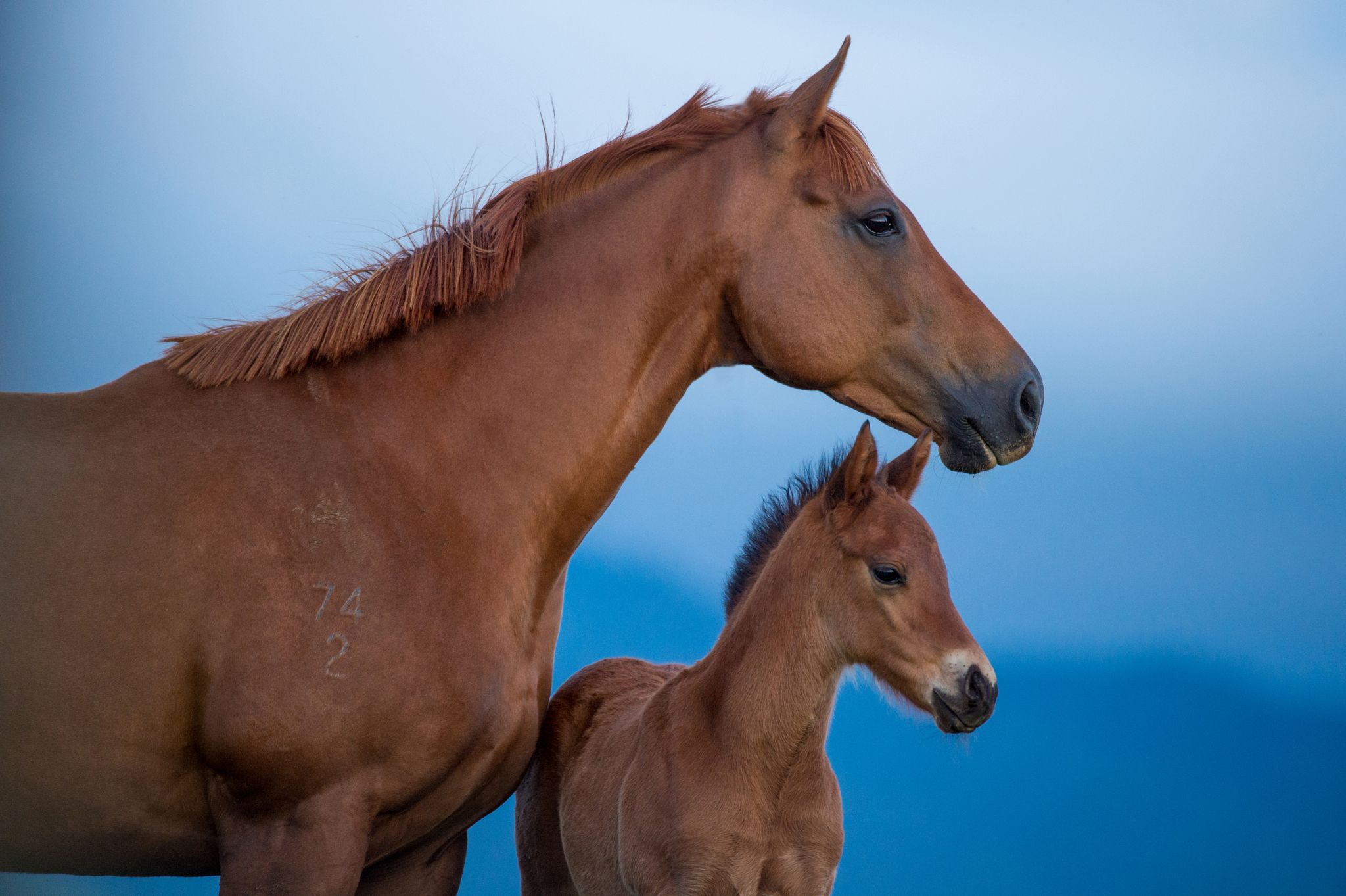 Project snapshot: Early pregnancy in the mare – Investigating ...