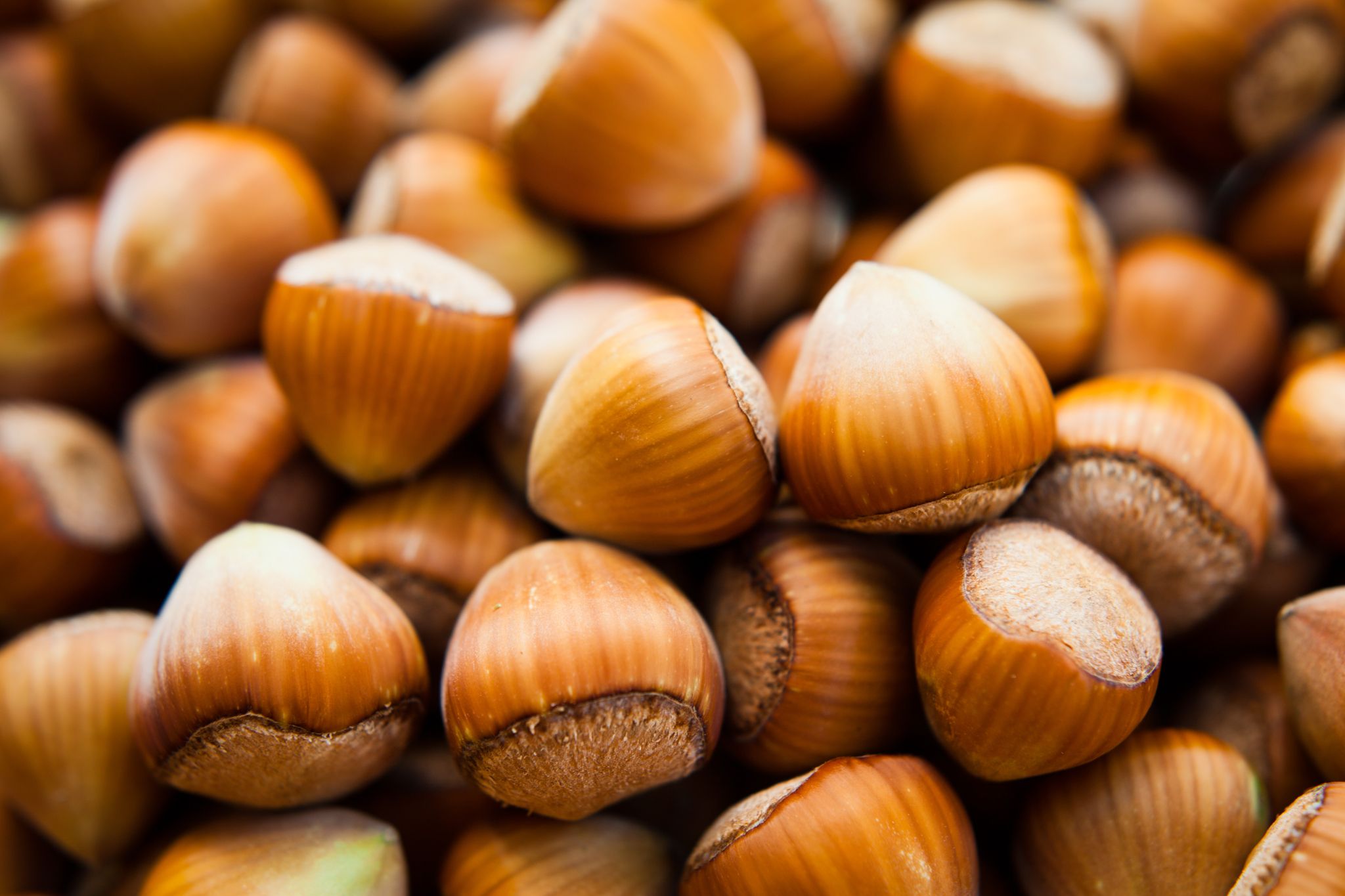 Hazelnuts in Australia: Productivity and economic analysis for industry ...