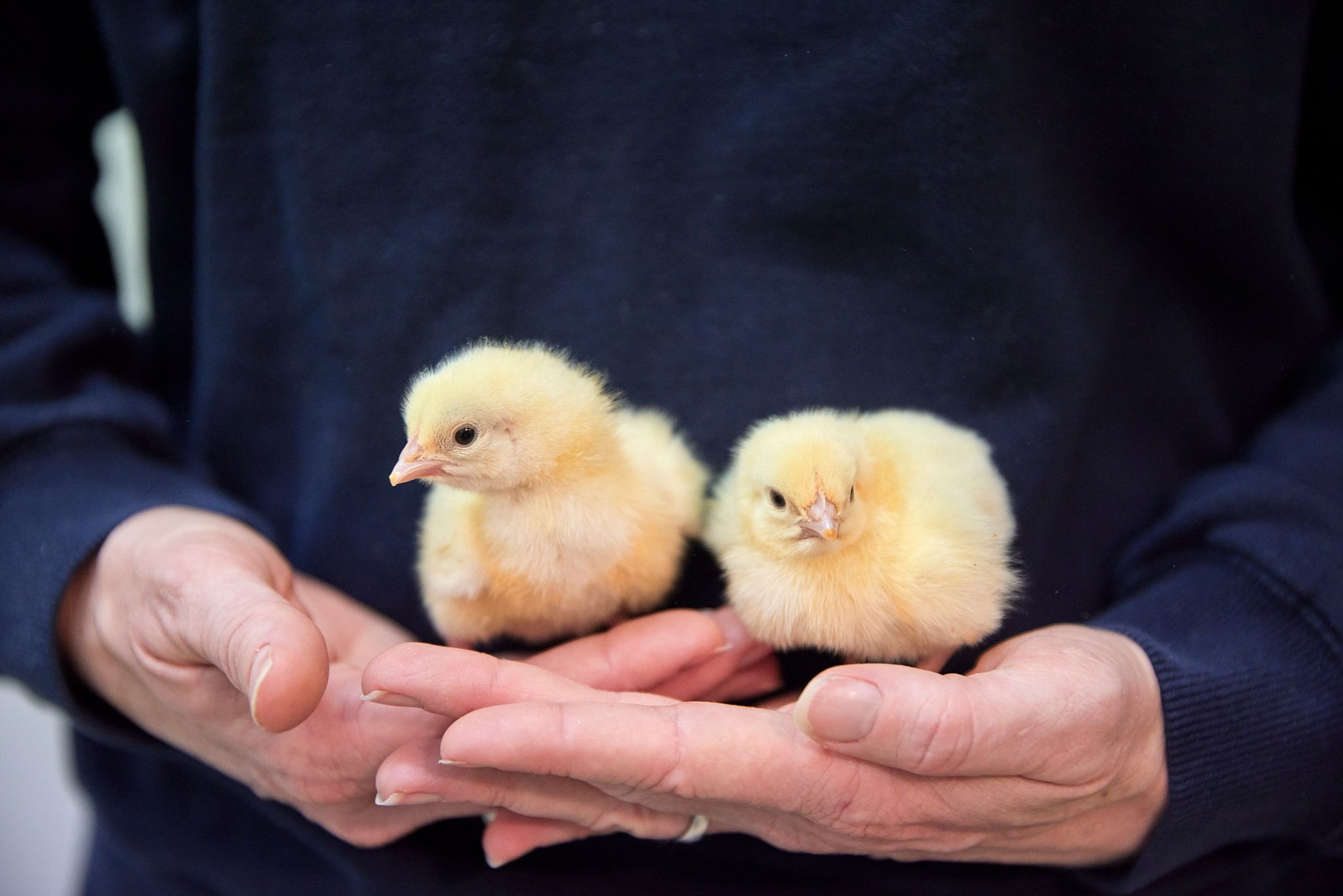 Chicken Nutrition, Gut Health and Environment | AgriFutures Australia