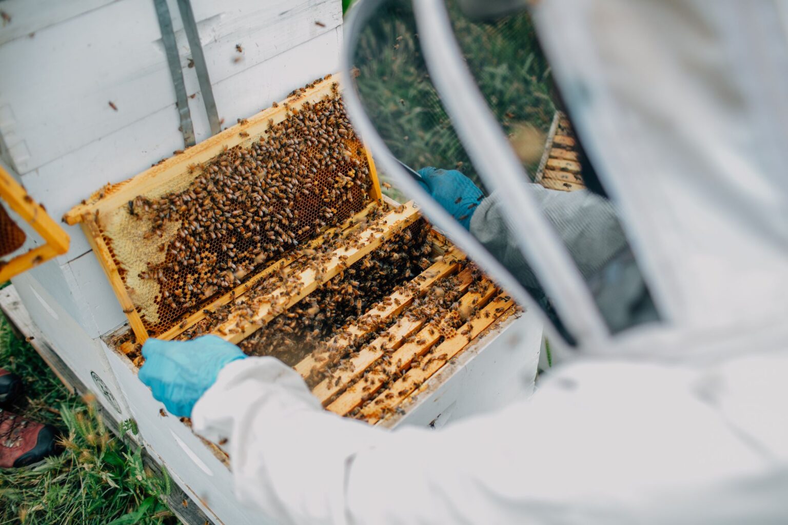 Plan Bee: The National Honeybee Genetic Improvement Program ...