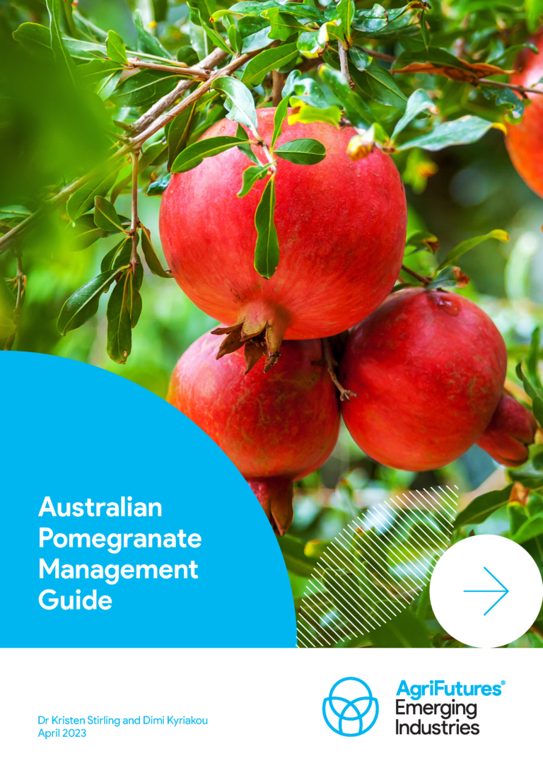 Australian Pomegranate Management Guide | AgriFutures Australia