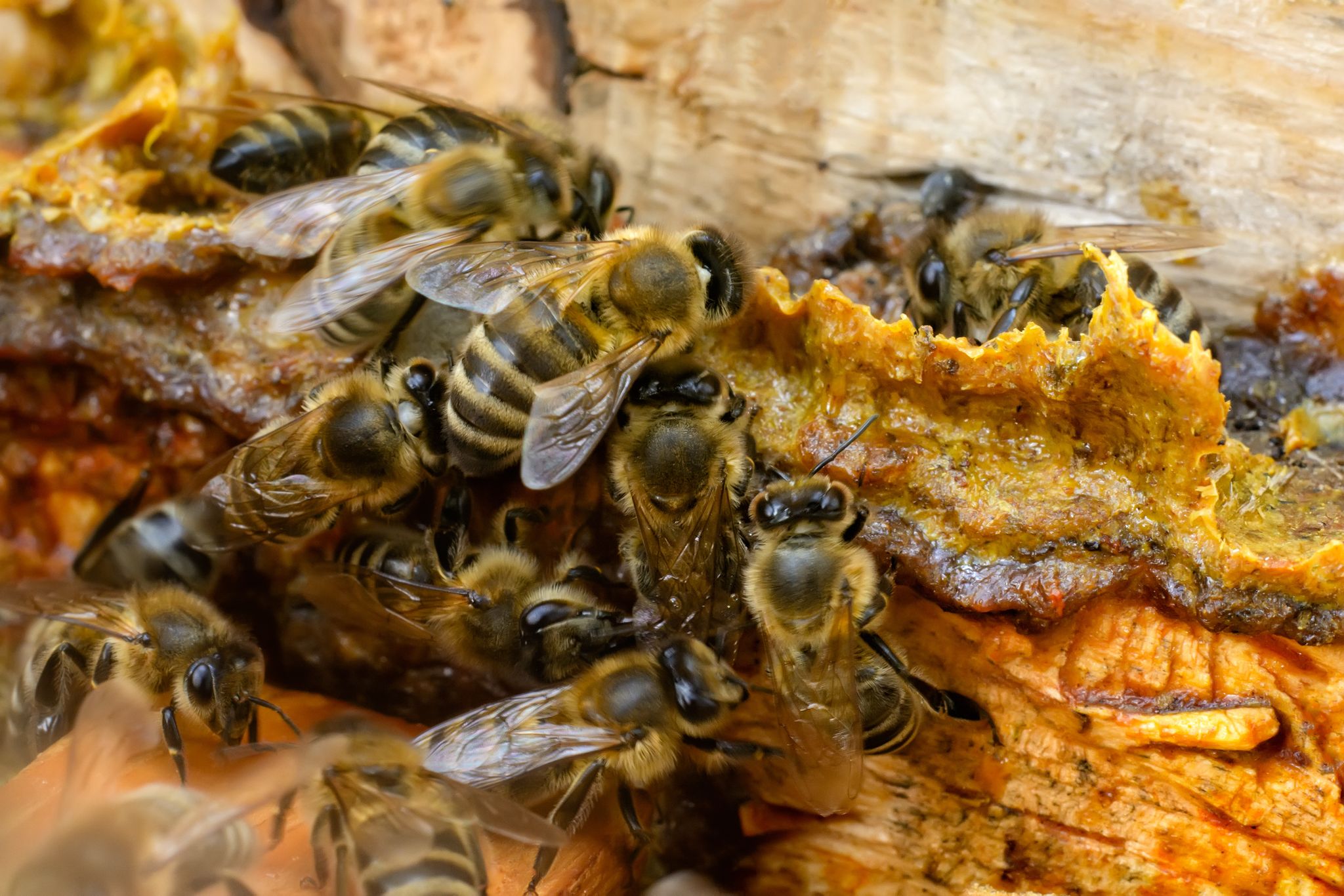 Australian Propolis Project: Validating a collection method ...