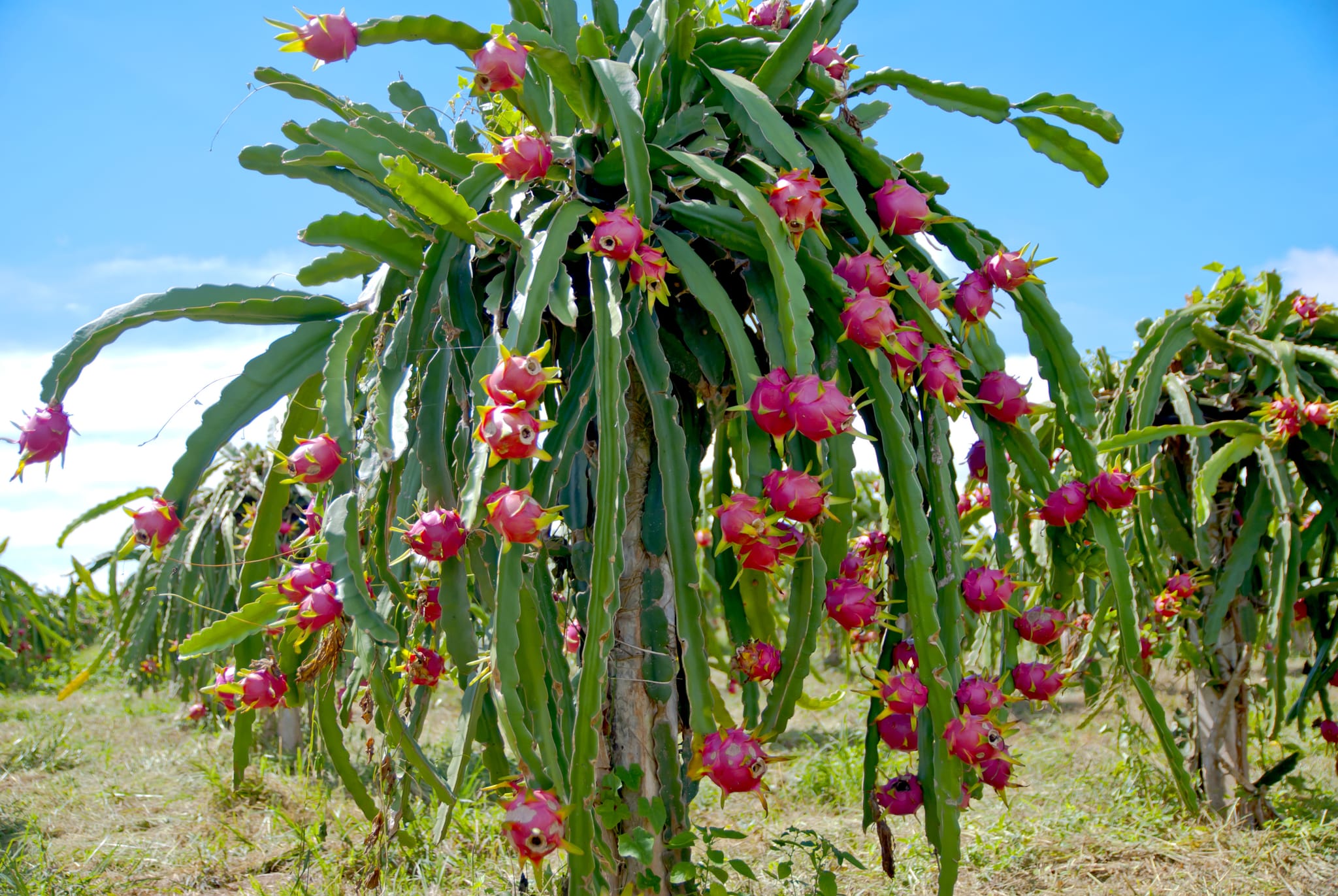 A review of major pests, diseases and disorders in dragon fruit across ...