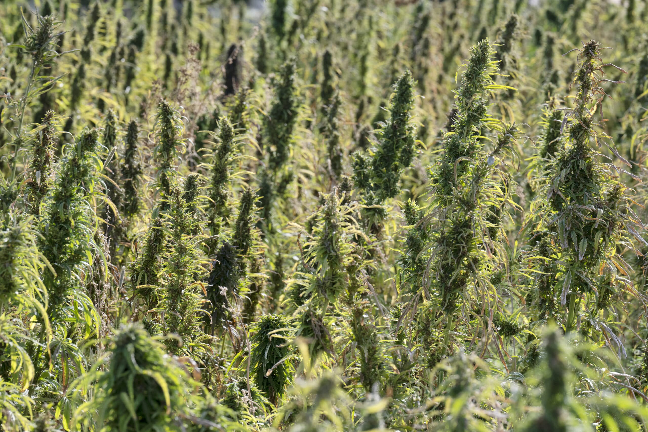 Fact sheet: Identifying new revenue opportunities for the industrial ...