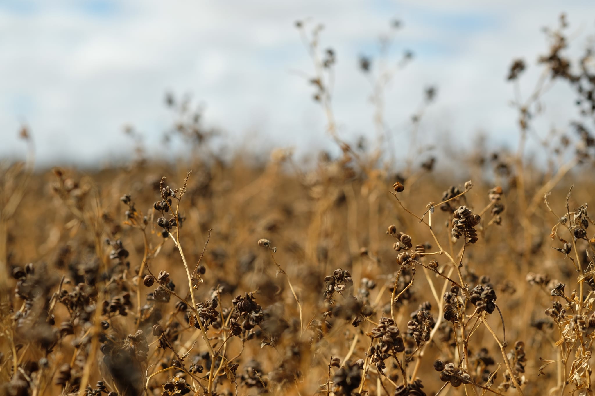 Quantitative DNA tests for lucerne seed wasp and associated parasitoid ...