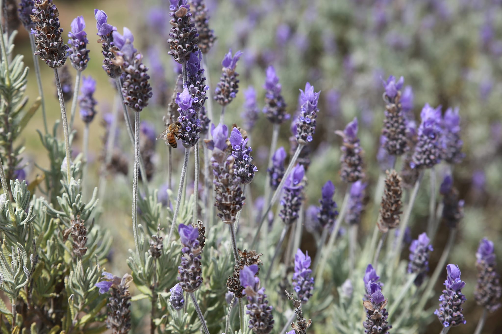 Australian Lavender RD&E Plan 2023-2028 | AgriFutures Australia