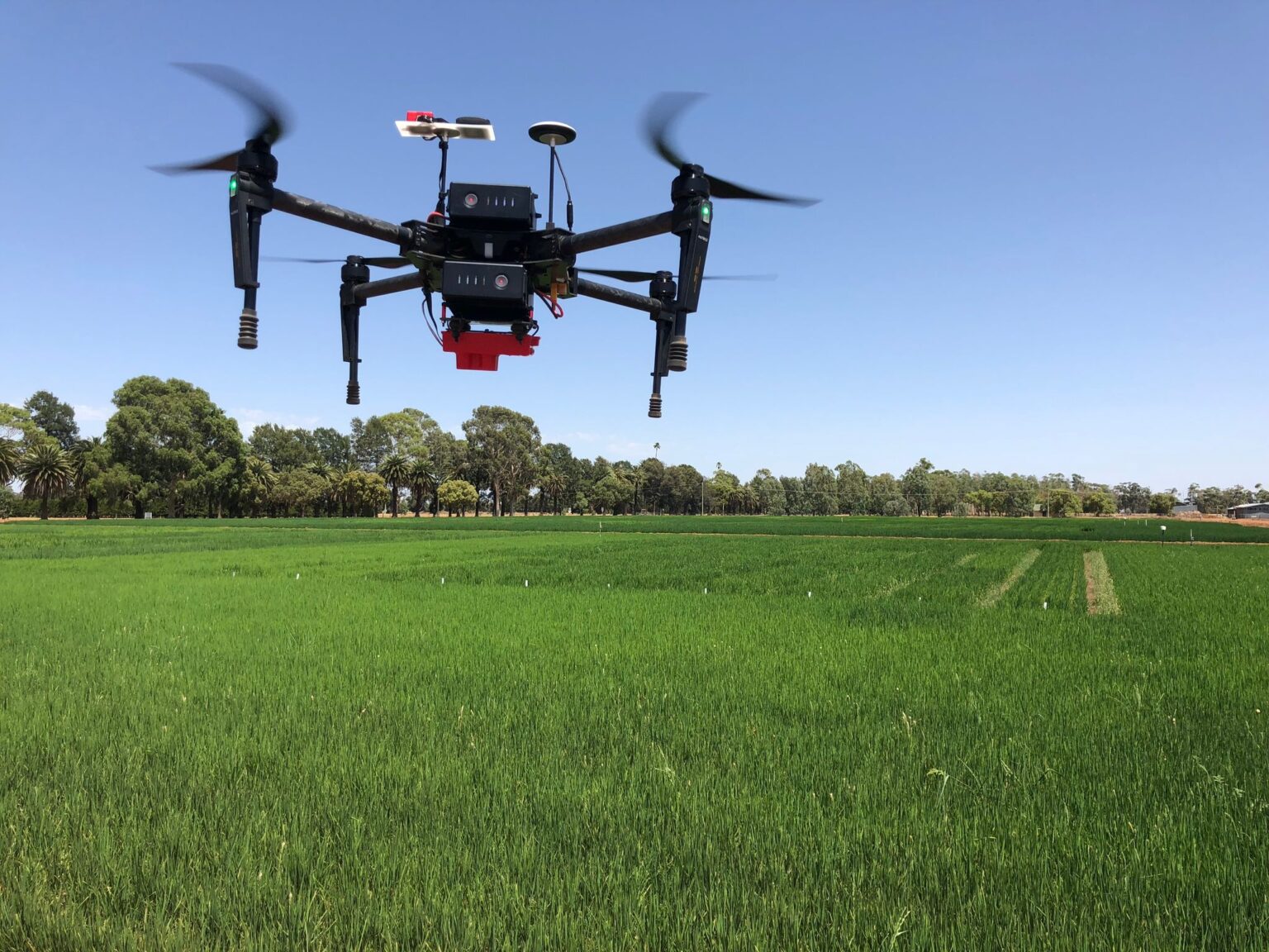 Agronomy and technology collide to boost Australian rice production ...