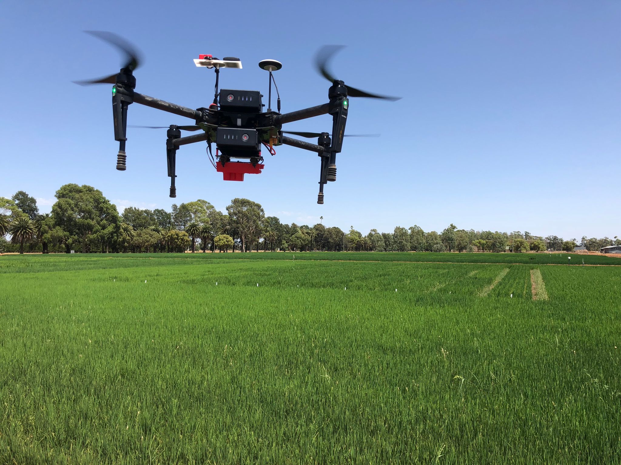 Agronomy and technology collide to boost Australian rice production ...