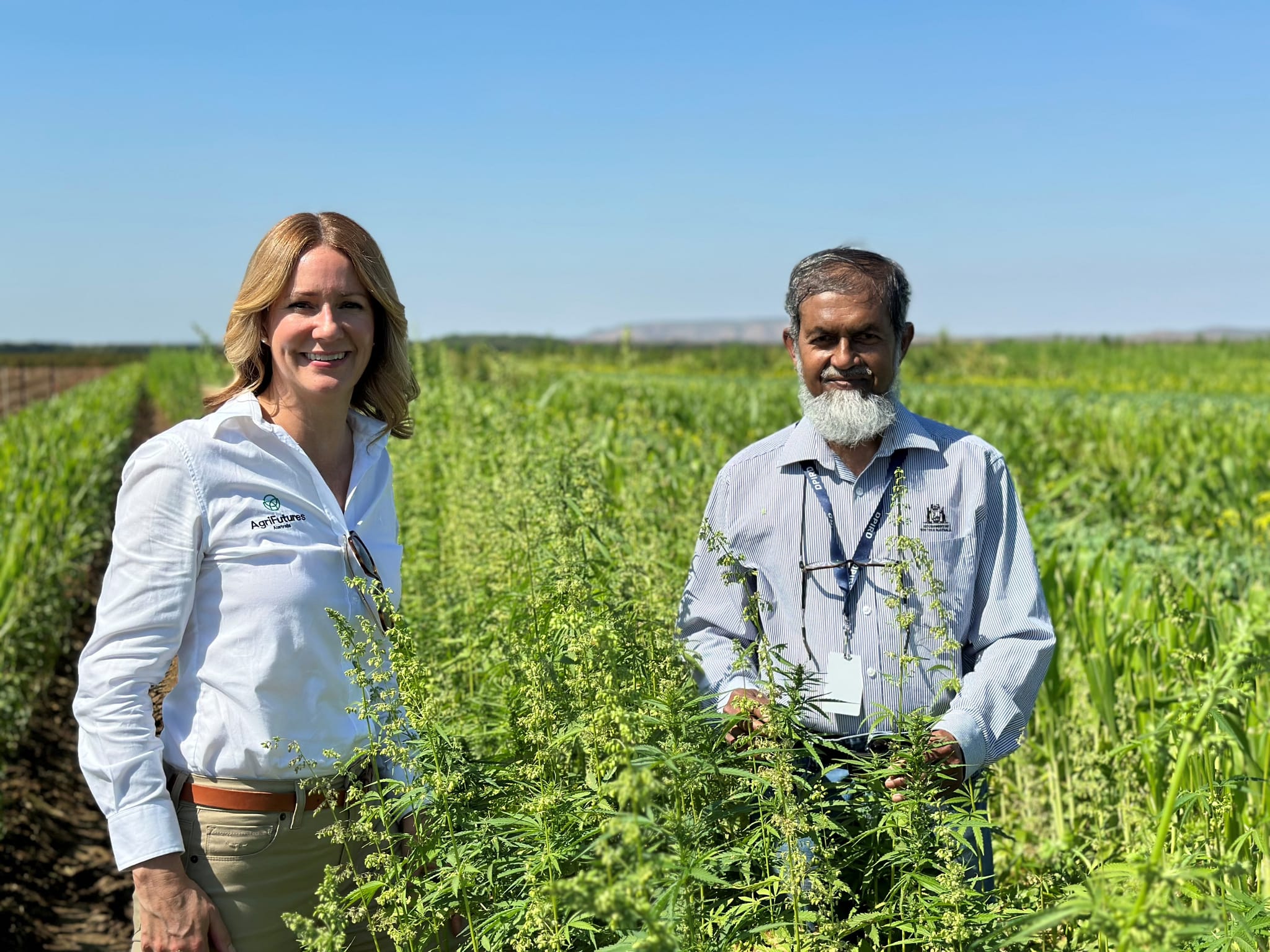 New research is set to bolster the Australian industrial hemp industry ...