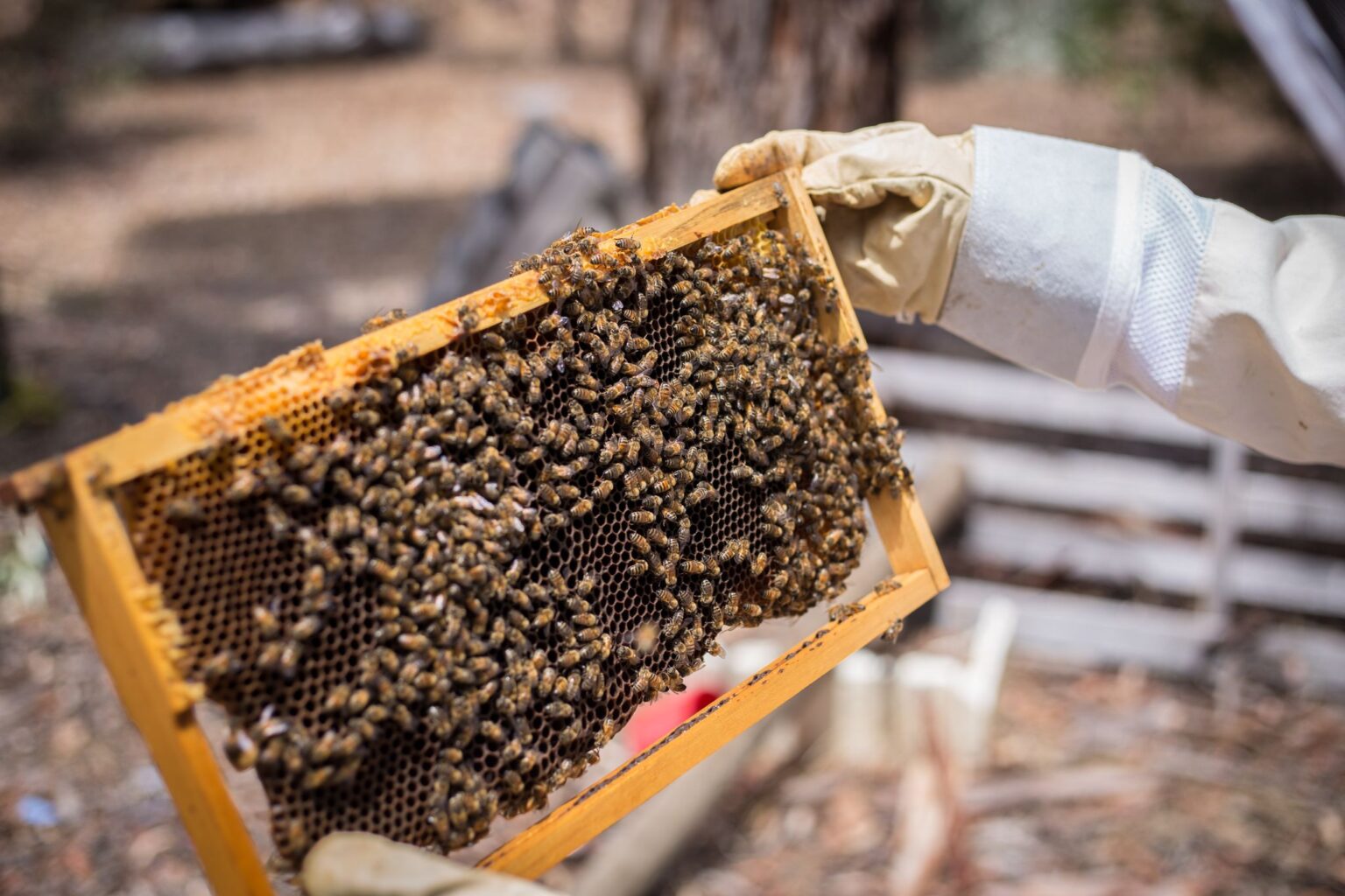What’s in Plan Bee for bee breeders | AgriFutures Australia