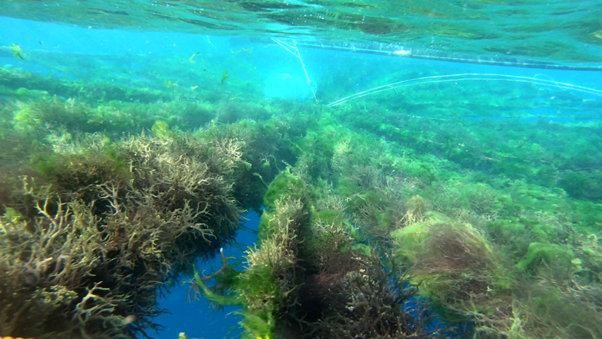 Marine permaculture cultivation, sinking and storage of deep blue ...