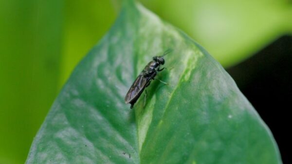 It’s not just crickets – new plan guides future of Australian insect ...