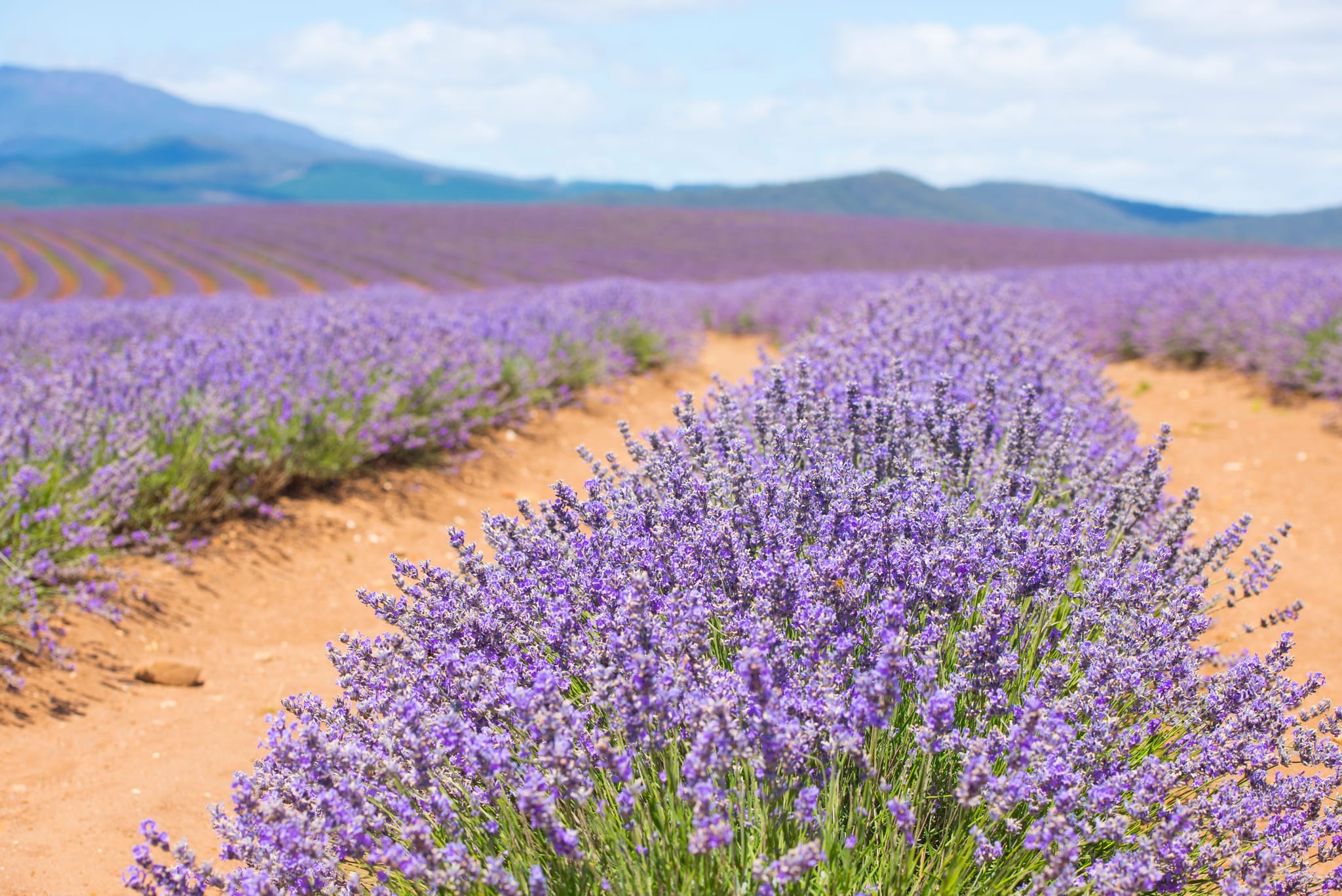 Don’t sleep on the potential of lavender! | AgriFutures Australia