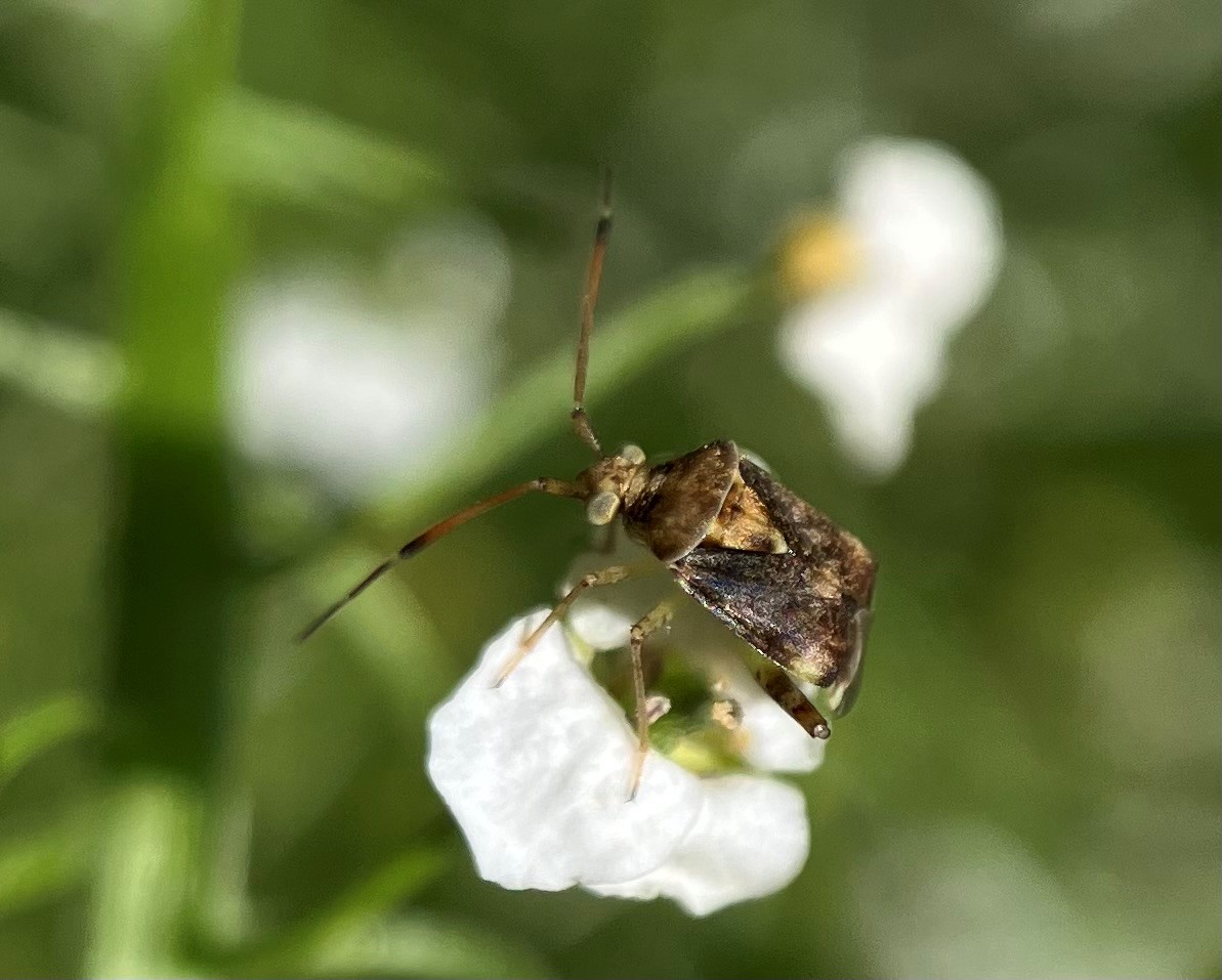 The Australian crop mirid: An emerging pest in lucerne seed production ...