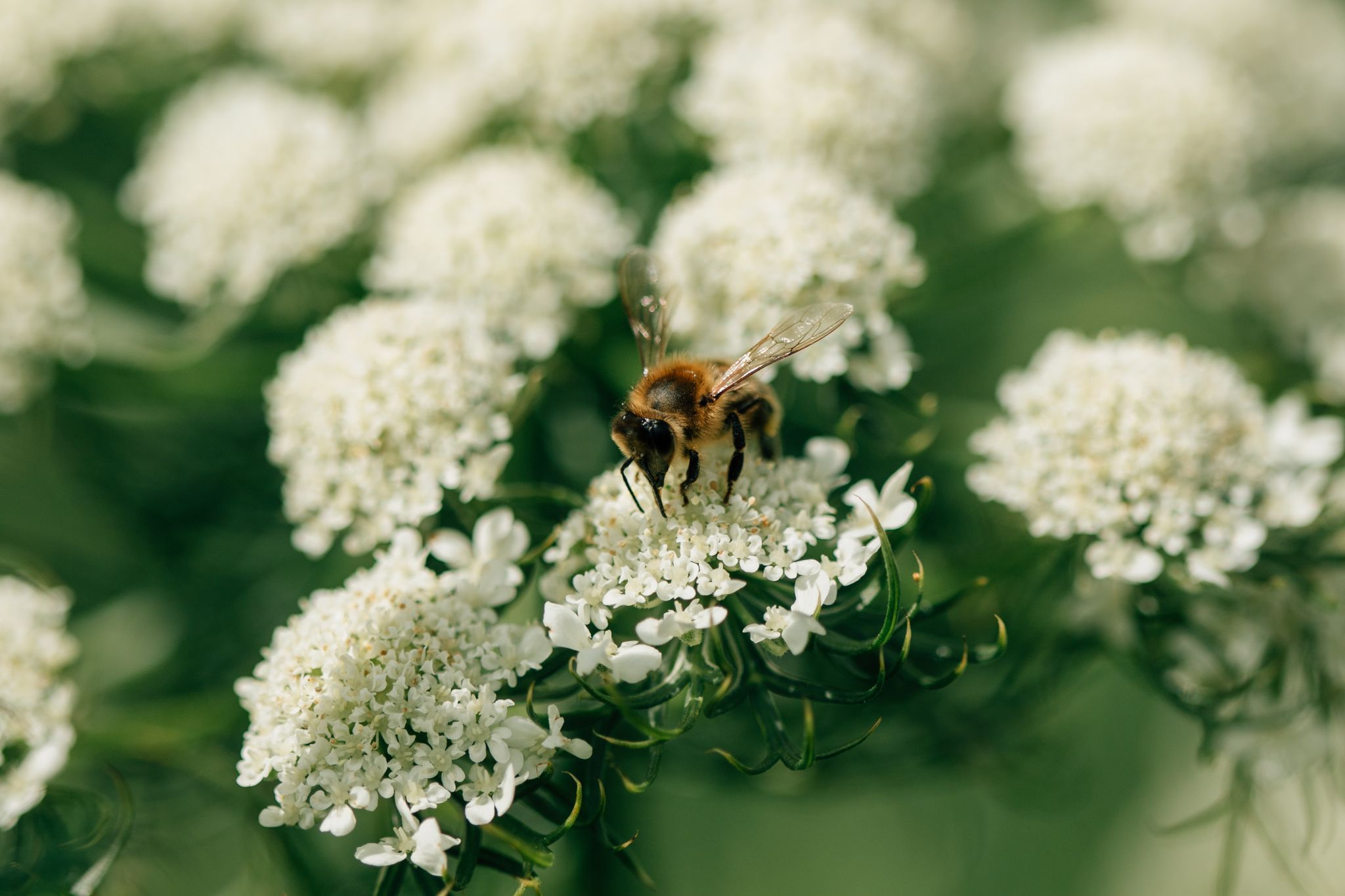 Project snapshot: Value of honey bee pollination to the Australian ...