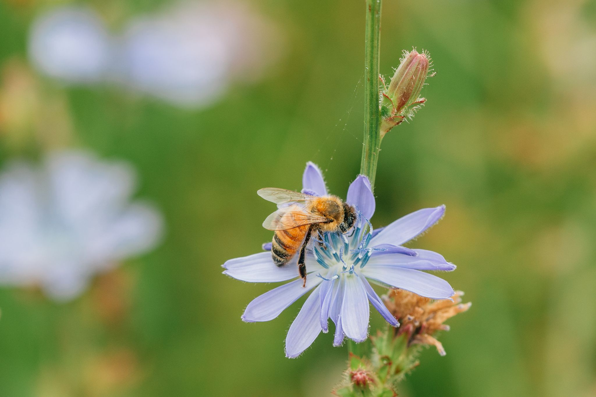 Project snapshot: Honey bee probiotic to combat glyphosate and ...