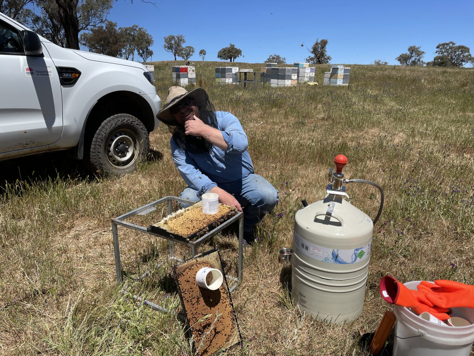 Selecting for hygienic behaviour traits | AgriFutures Australia