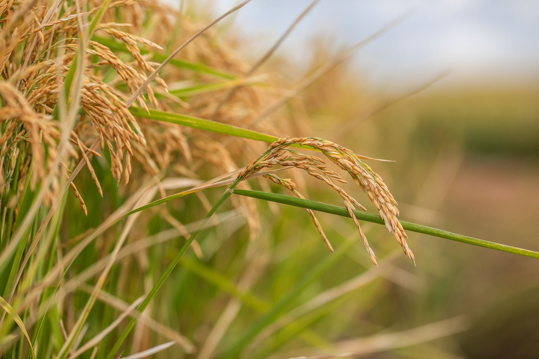 Rice Breeding Australia celebrates industry-transforming achievements ...