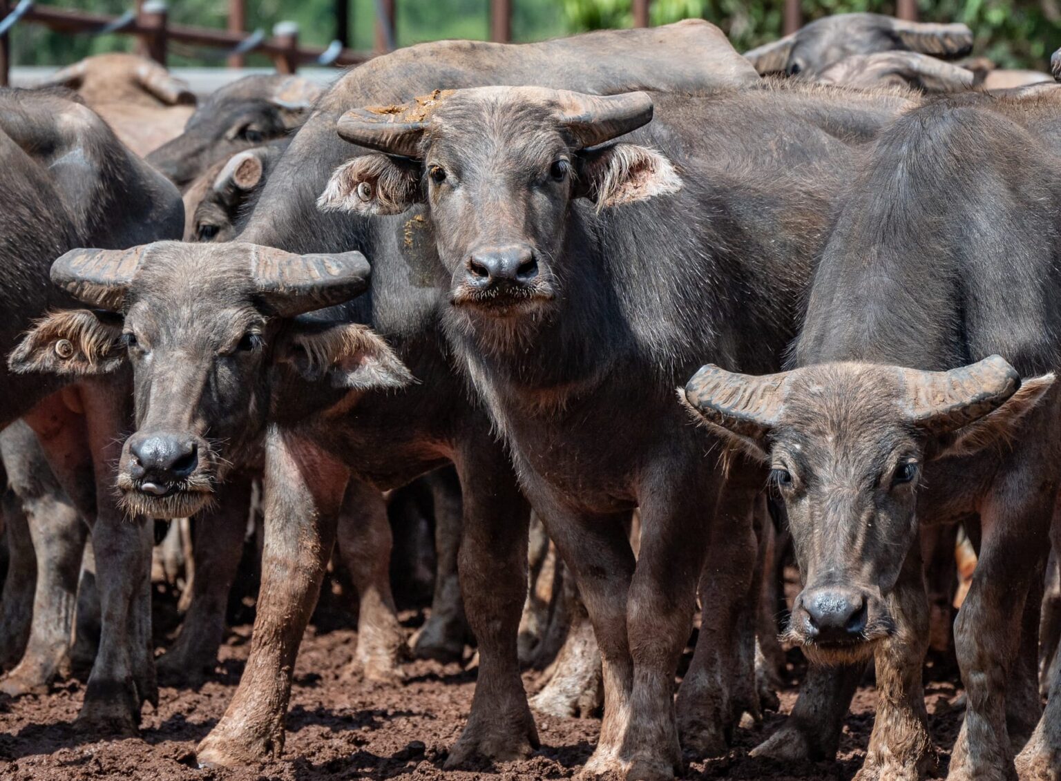 Buffalo | AgriFutures Australia
