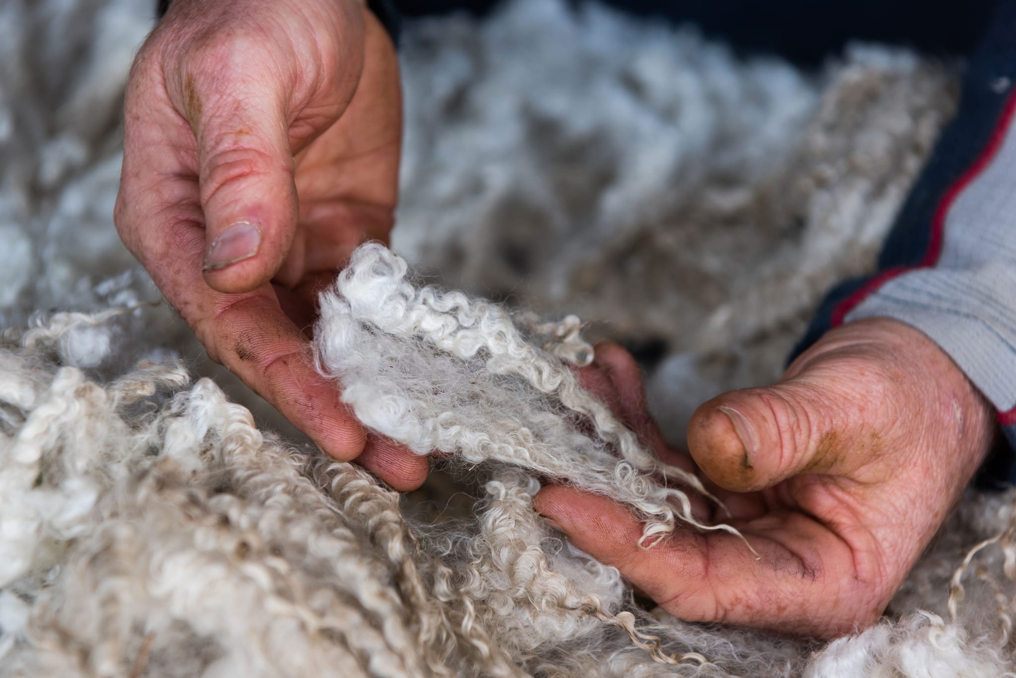 Future Fibre Farming: Transforming Australia’s goat fibre industry ...