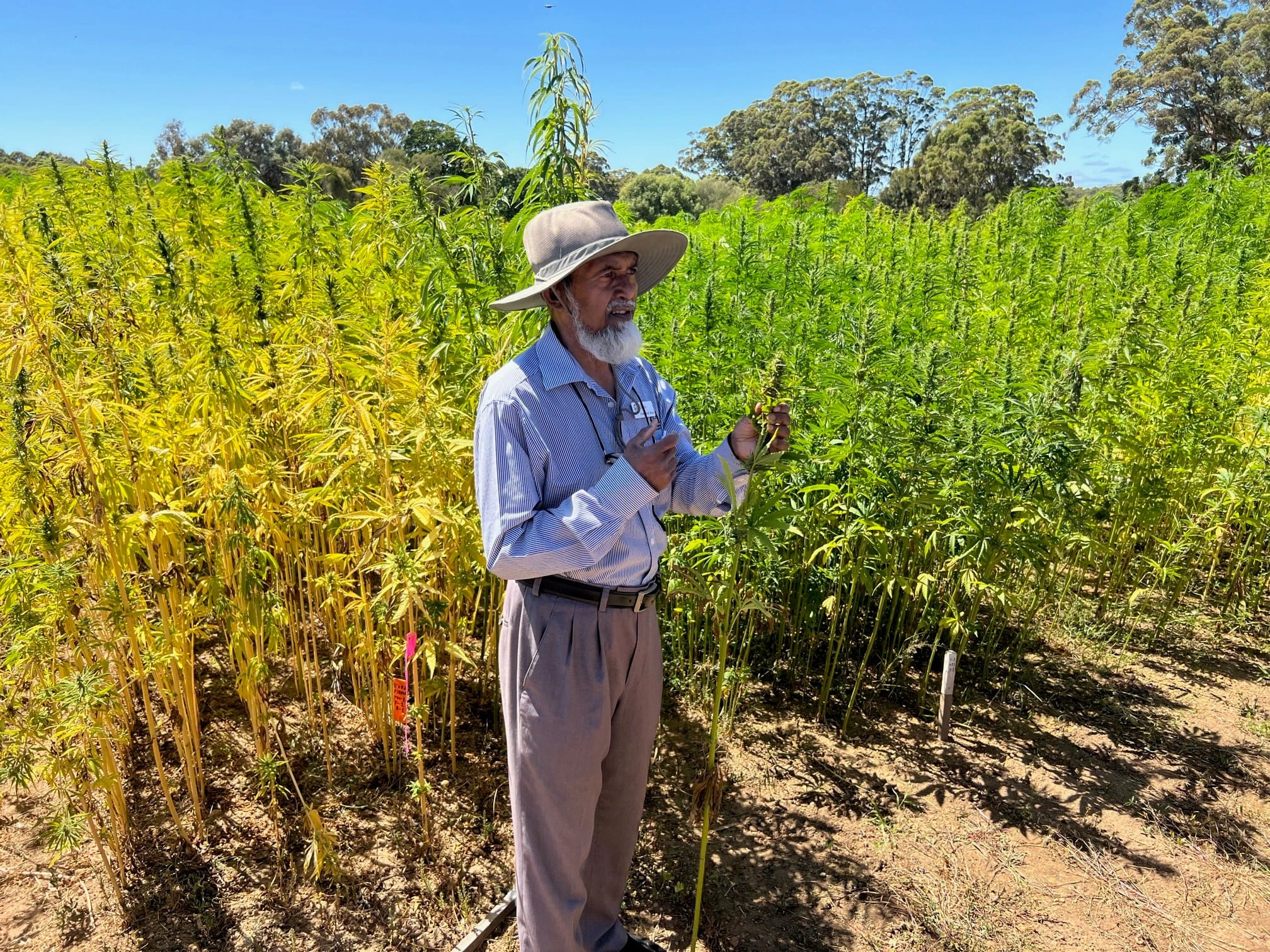 Industrial hemp variety trial results on show at Manjimup, WA ...
