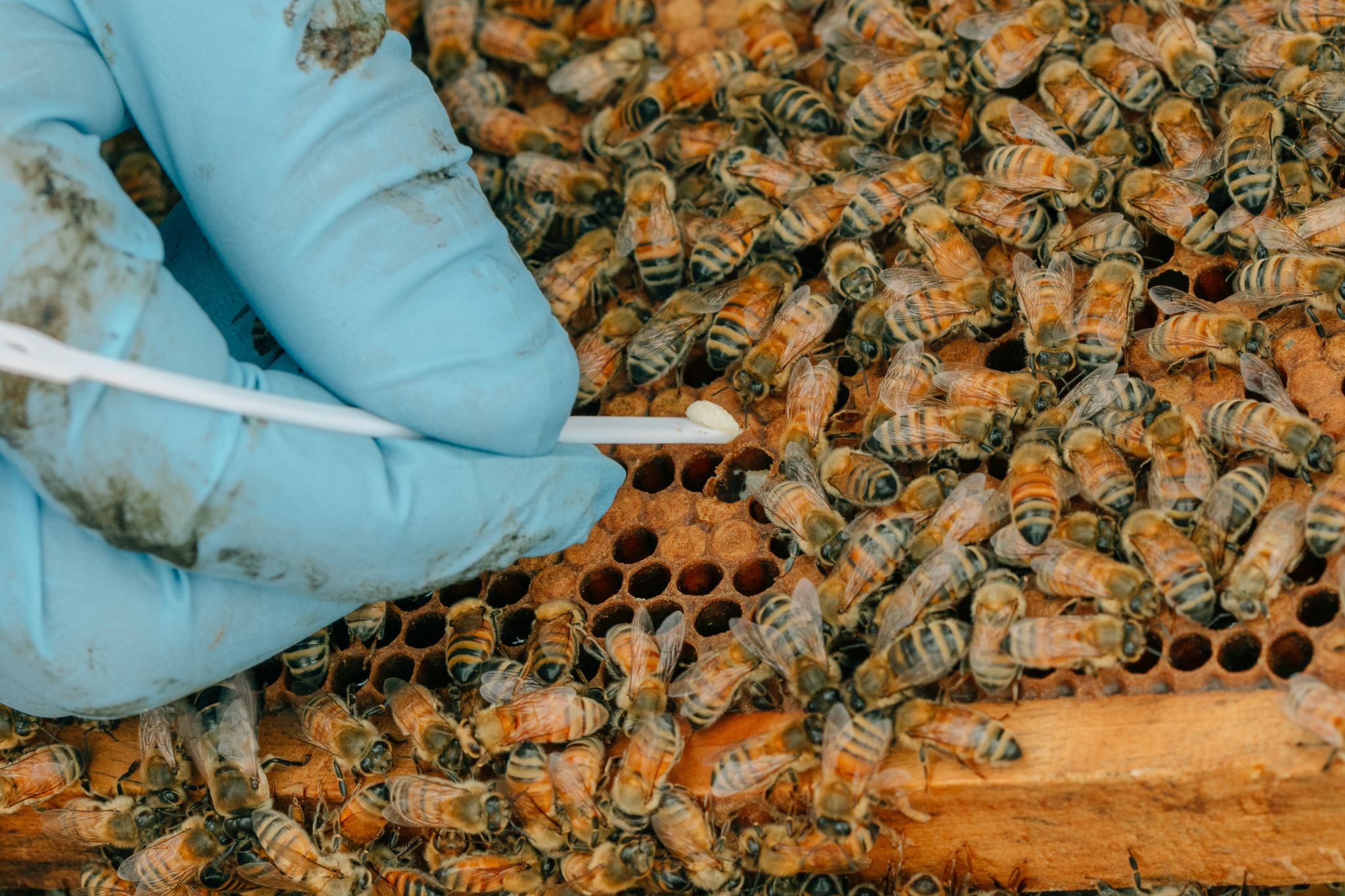 Honey Bee & Pollination | AgriFutures Australia
