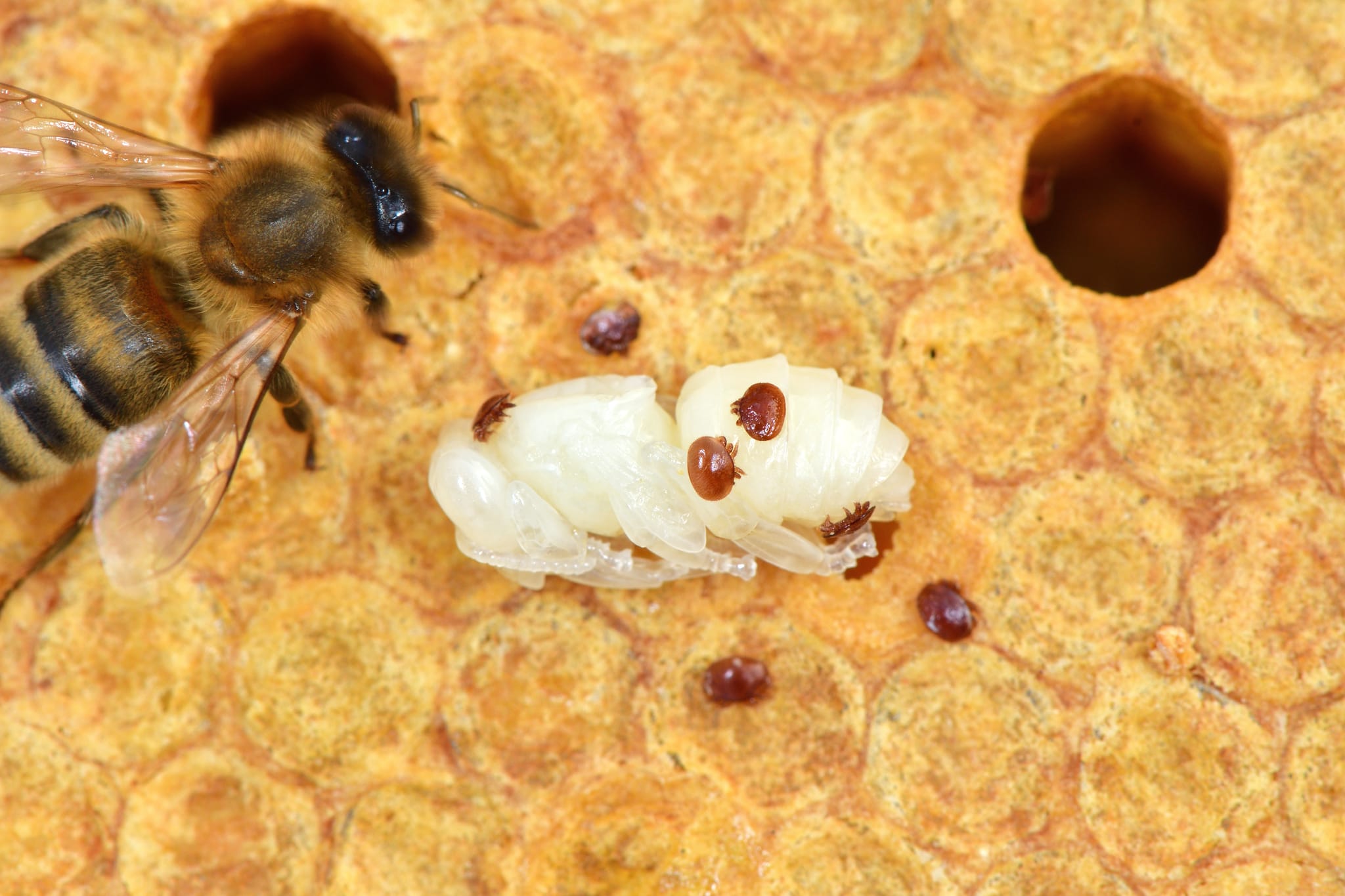 Resilient beekeeping in the face of varroa | AgriFutures Australia