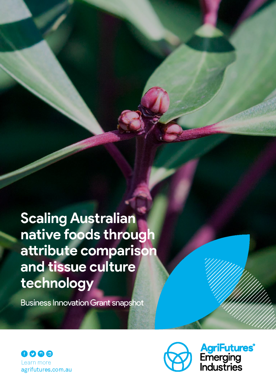 Scaling Australian native foods through attribute comparison and tissue ...