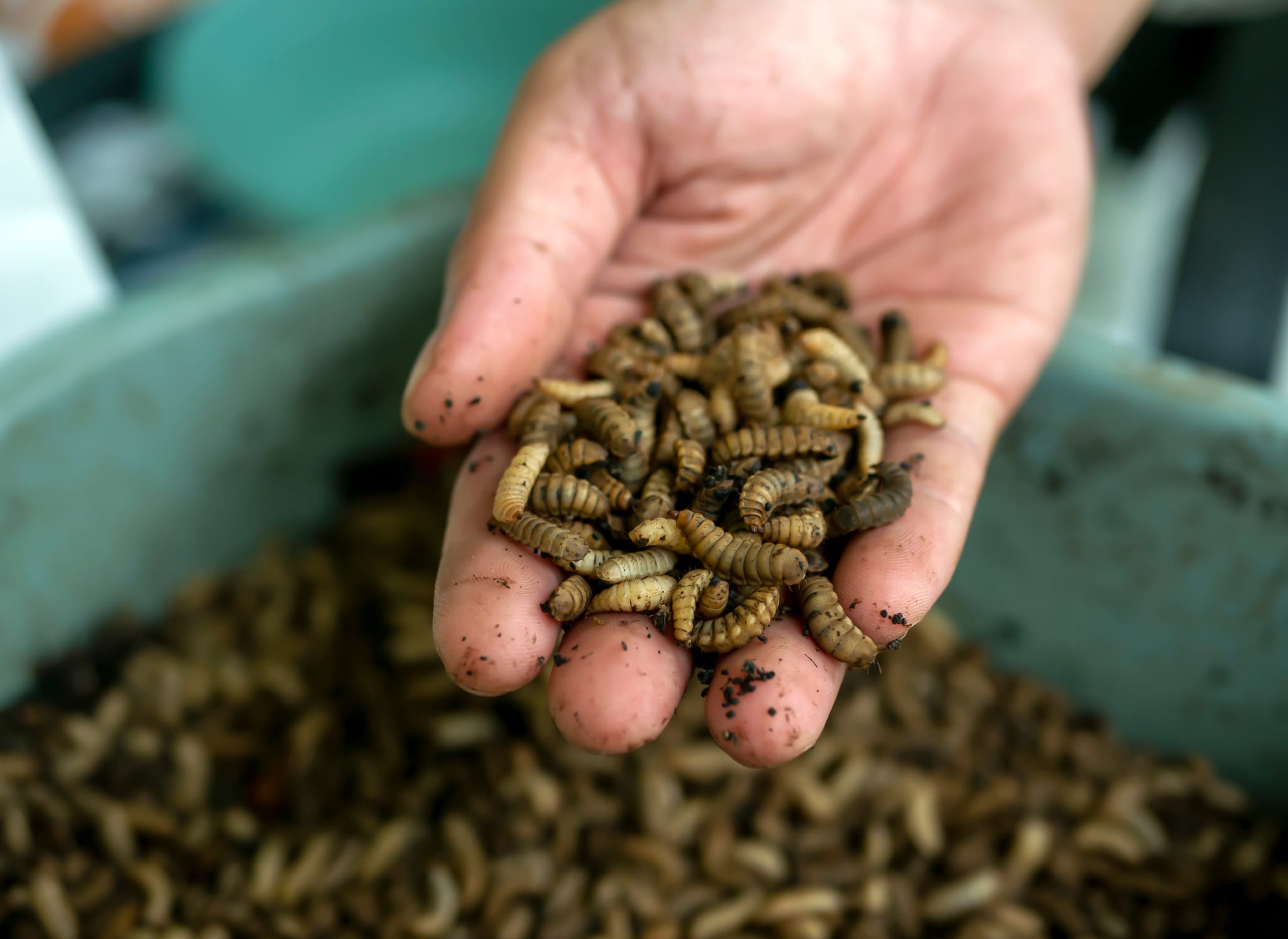 Nutritional qualities of black soldier fly larvae | AgriFutures Australia