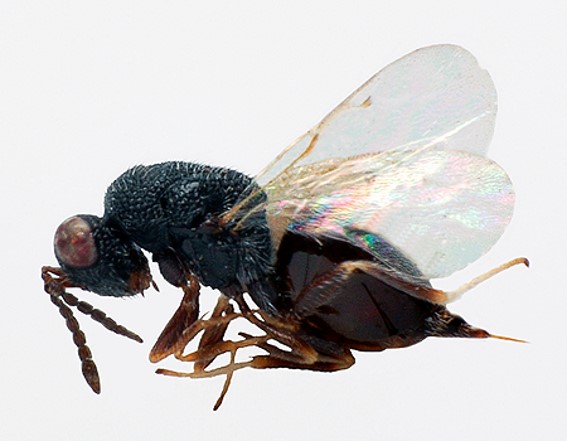 Fact sheet: Calculating the impact of lucerne seed wasp on seed ...