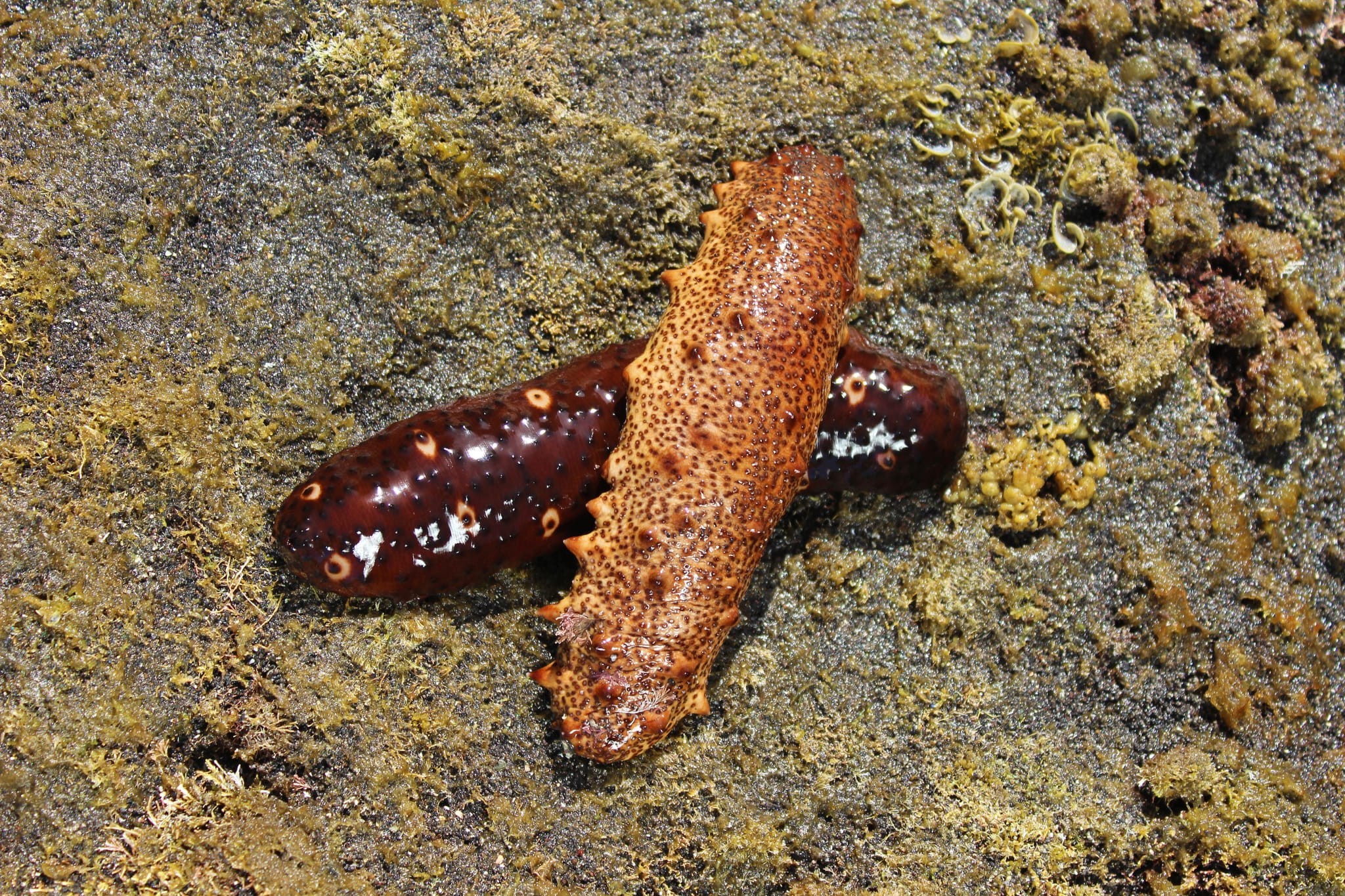 Sea Cucumber Health and Biosecurity: Ranching and Grow-Out Guide ...