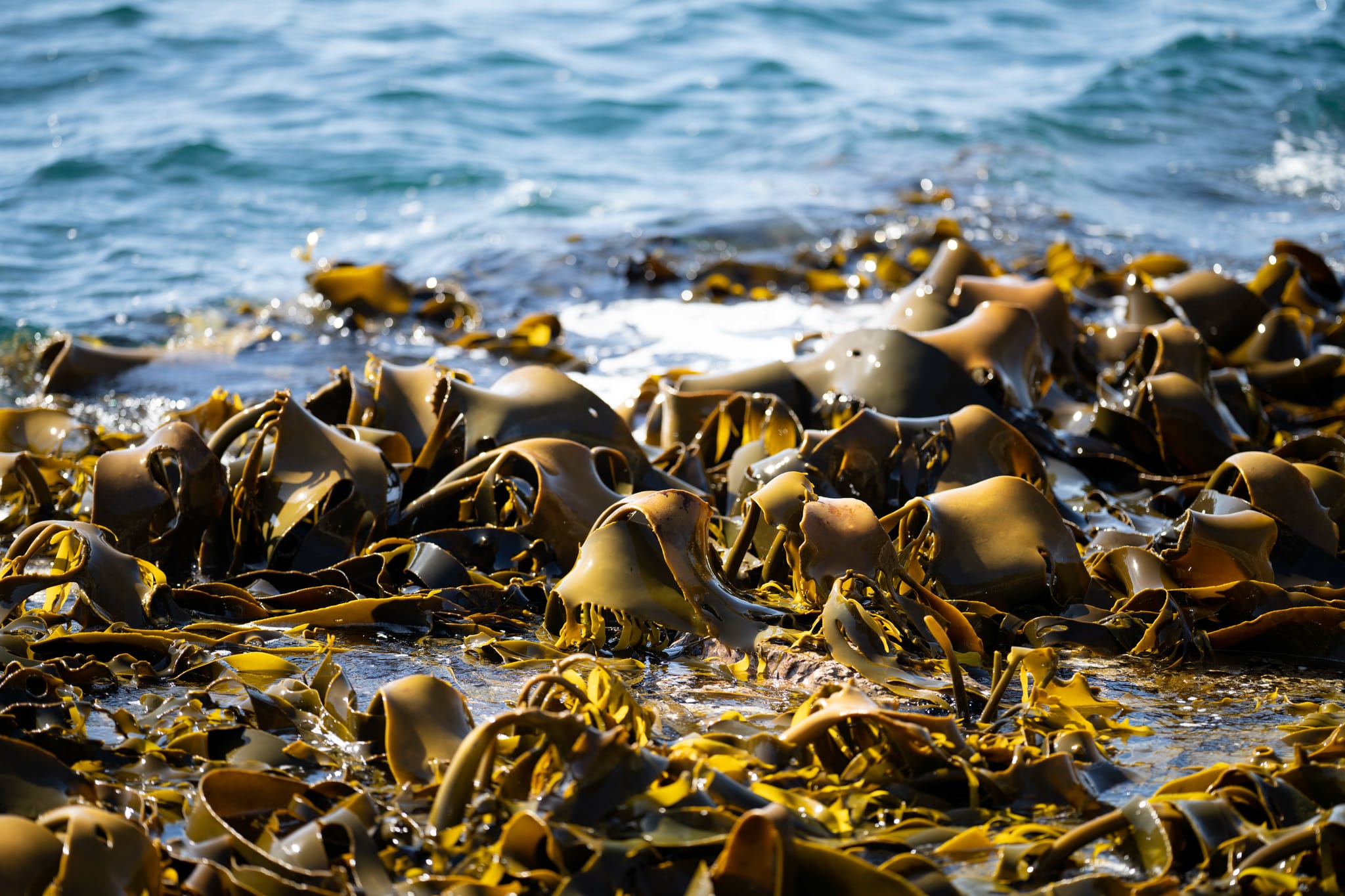 Fact sheet: Practical use of seaweed as a farm input | AgriFutures Australia