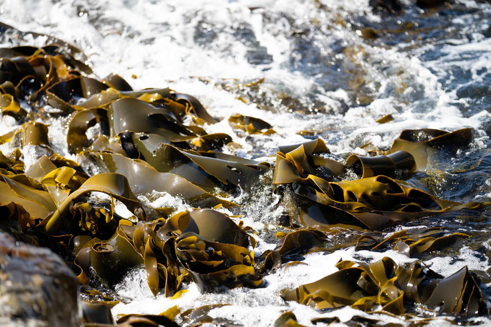 Investigating the use of seaweed as silage in feed for ruminant ...