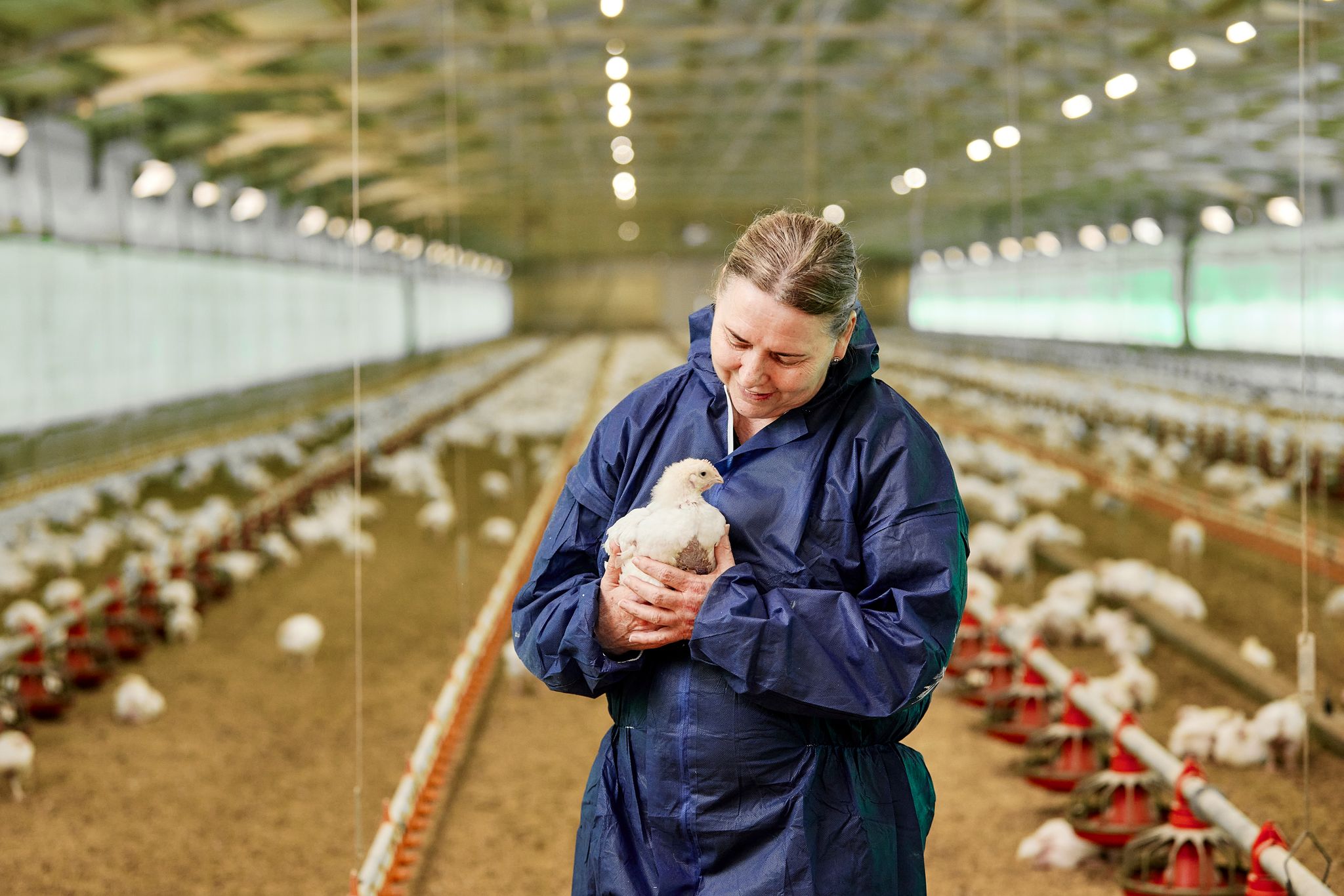 Australian Chicken Meat Industry Sustainability Framework | AgriFutures ...