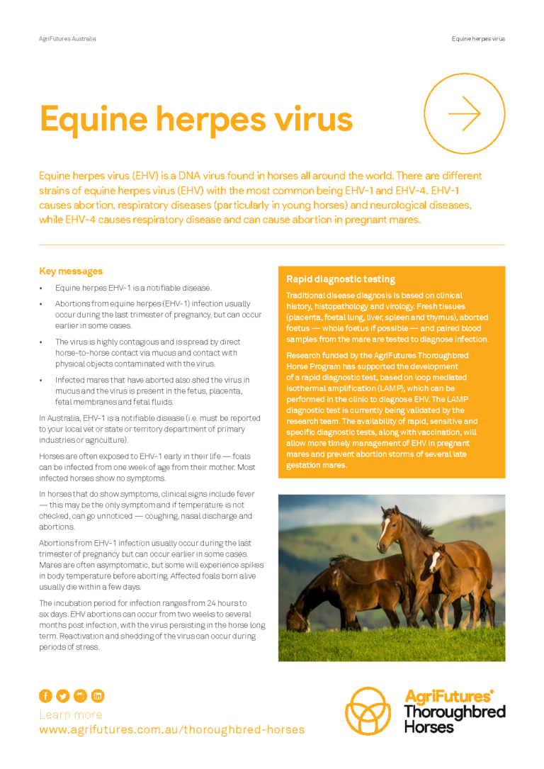 Fact sheet: Equine herpes virus | AgriFutures Australia
