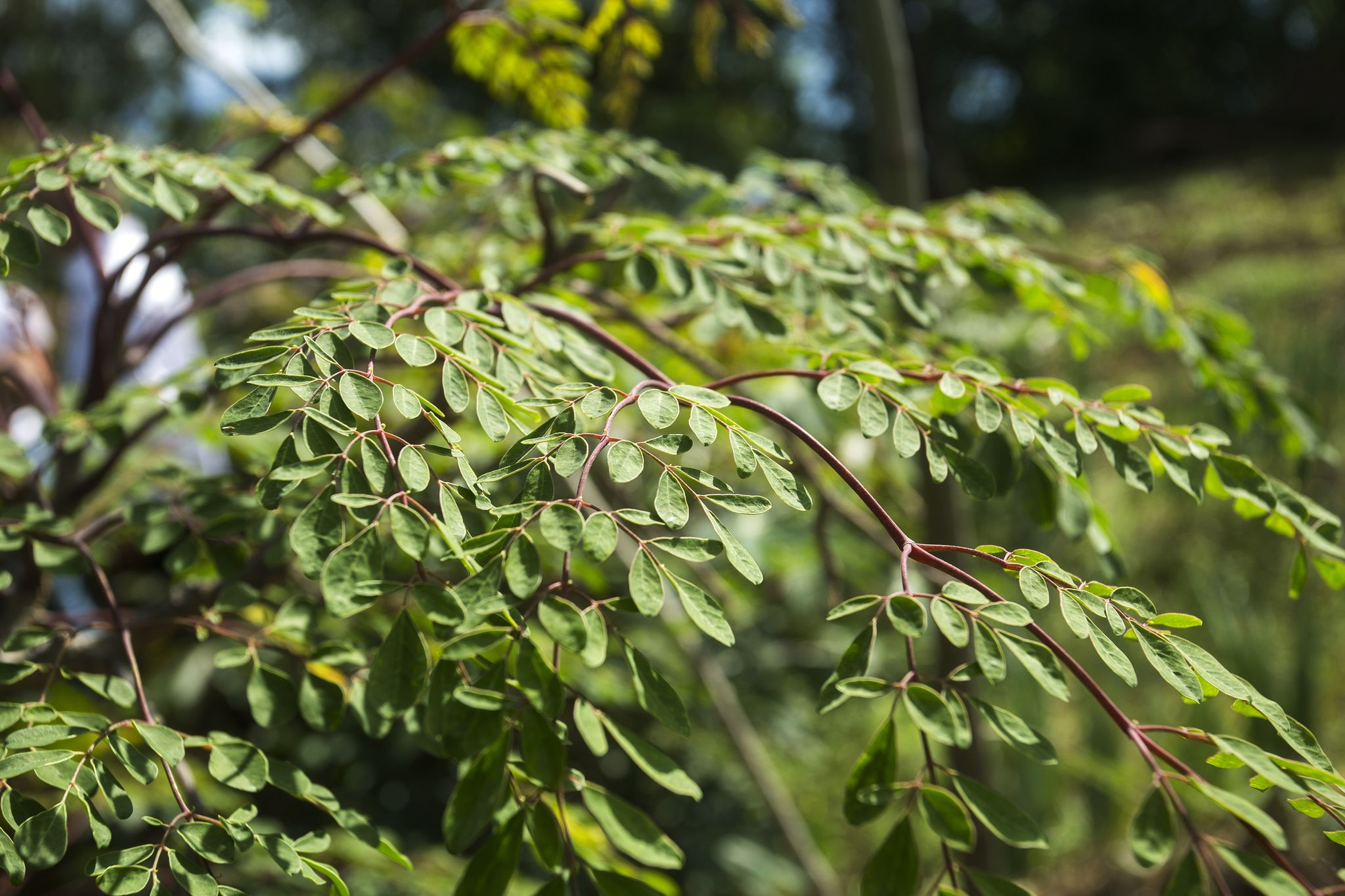 Pivotal moment for Moringa production in Australia and New Zealand ...