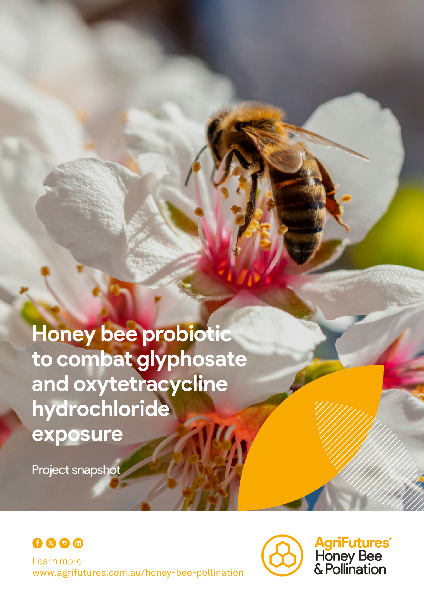 Project snapshot: Honey bee probiotic to combat glyphosate and ...