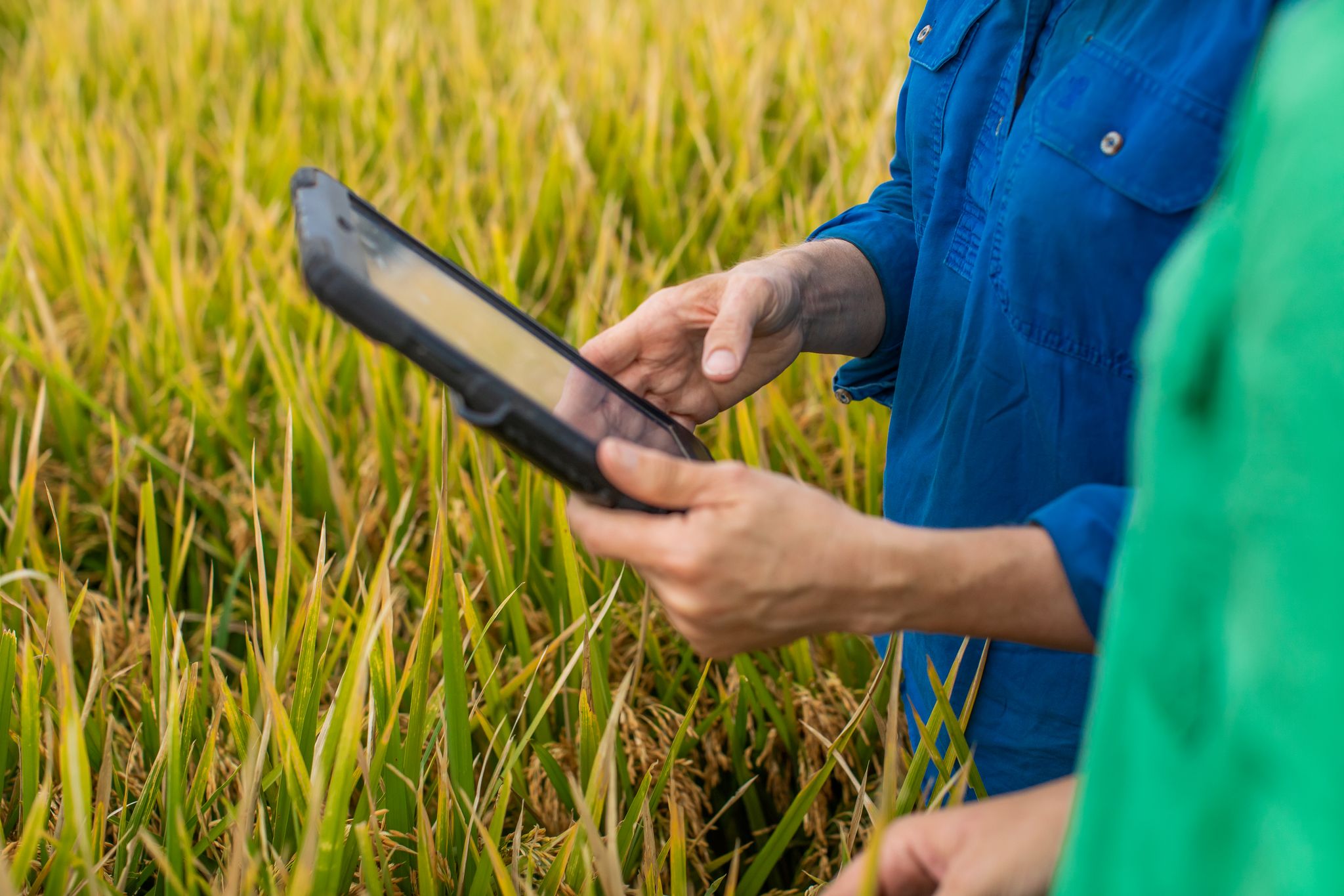Practical digital agronomy tools boost productivity for rice growers ...