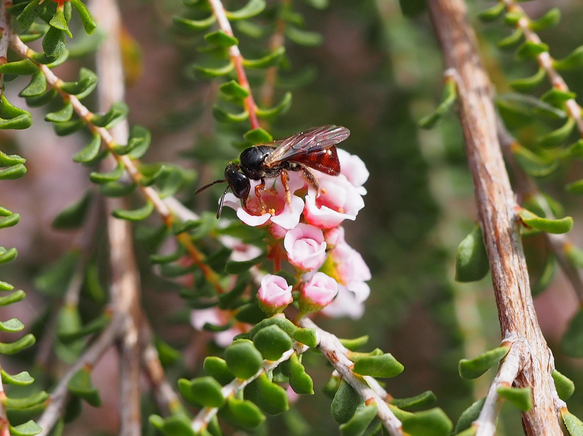 Engaging the horticulture sector with native bee pollinators ...