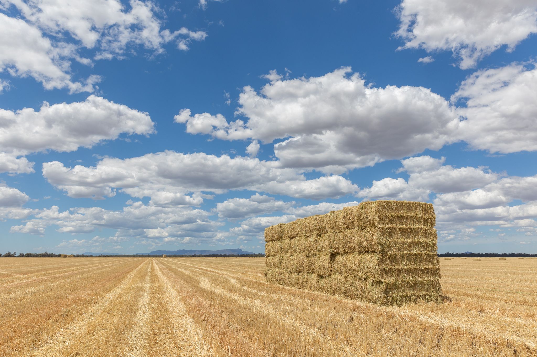 Chemical residue monitoring for the Australian export fodder industry ...