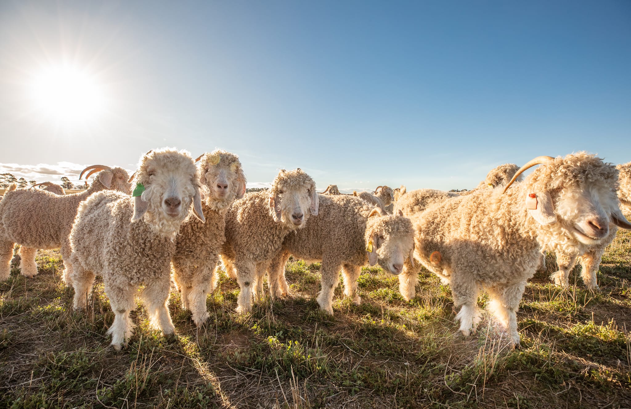 Future farmers: AgriFutures boosts Narrandera High School Angora Goat ...