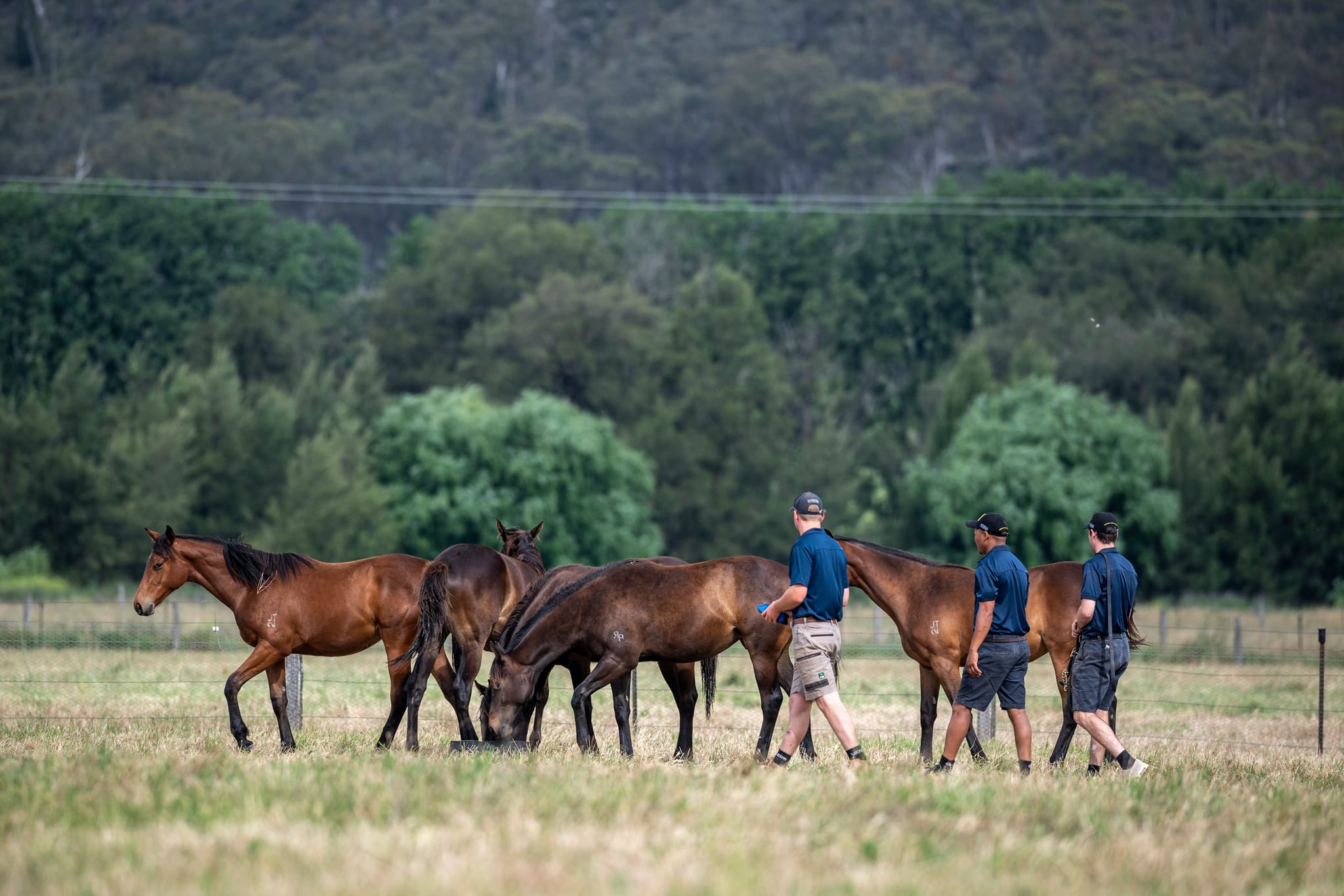 Safeguarding the health of the thoroughbred breeding industry ...
