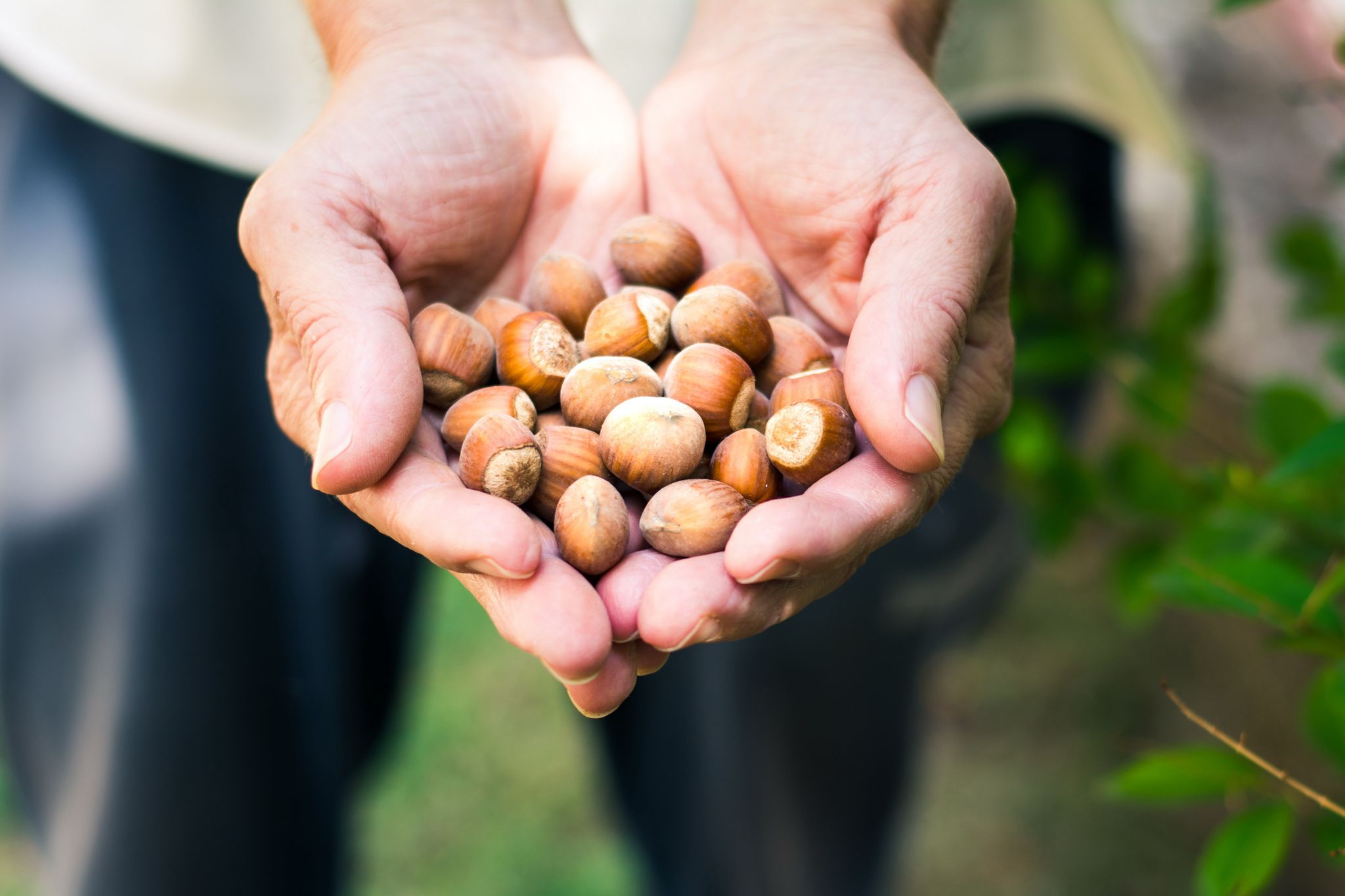 AgriFutures invests $2m to crack Australian hazelnut industry ...